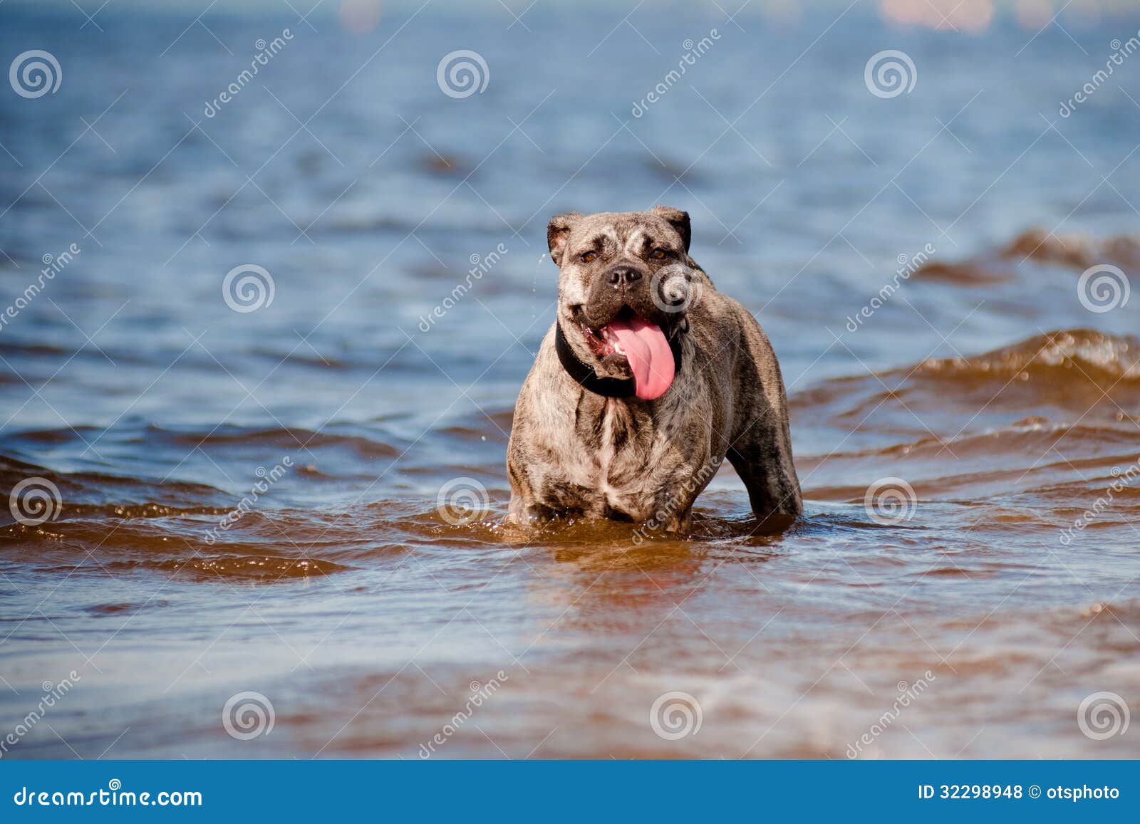 Ca de bou dog on the beach stock photo. Image of canine - 32298948