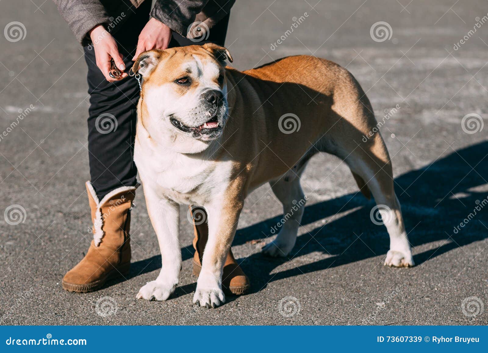 Ca De Bou or Perro De Presa Mallorquin, Molossian Dog Stock Image ...