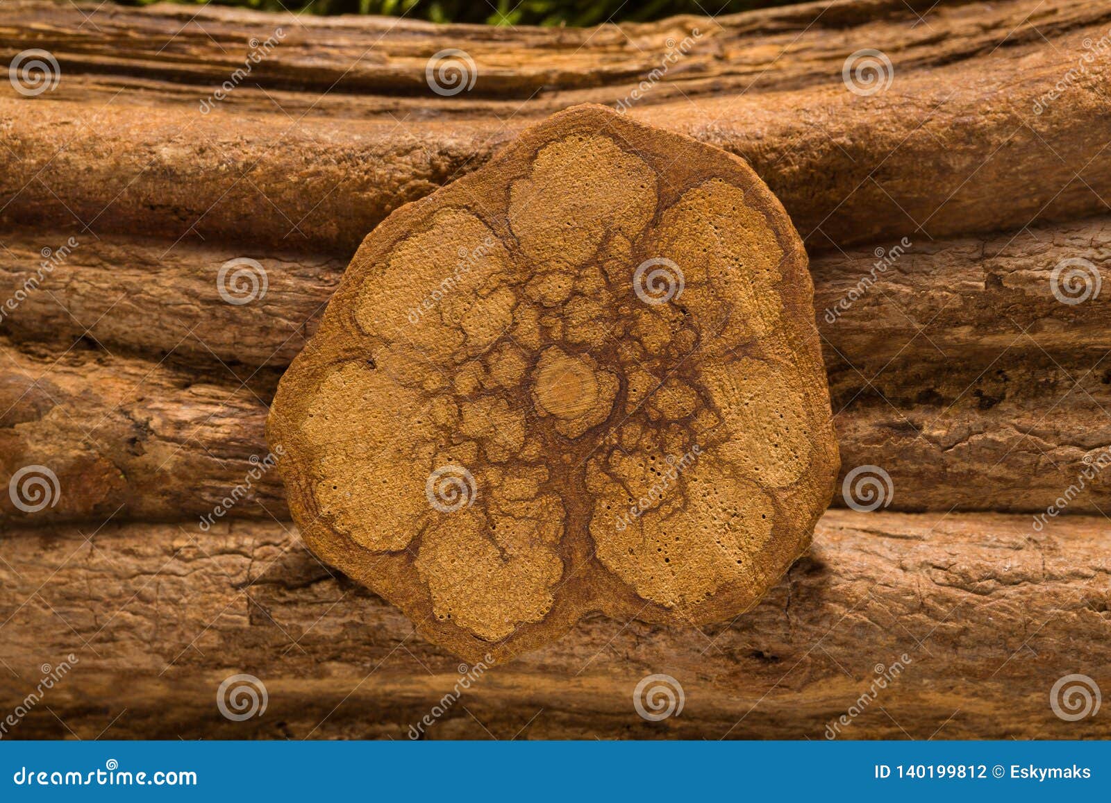 Caapi De Banisteriopsis, Ayahuasca Foto de archivo - Imagen de ...