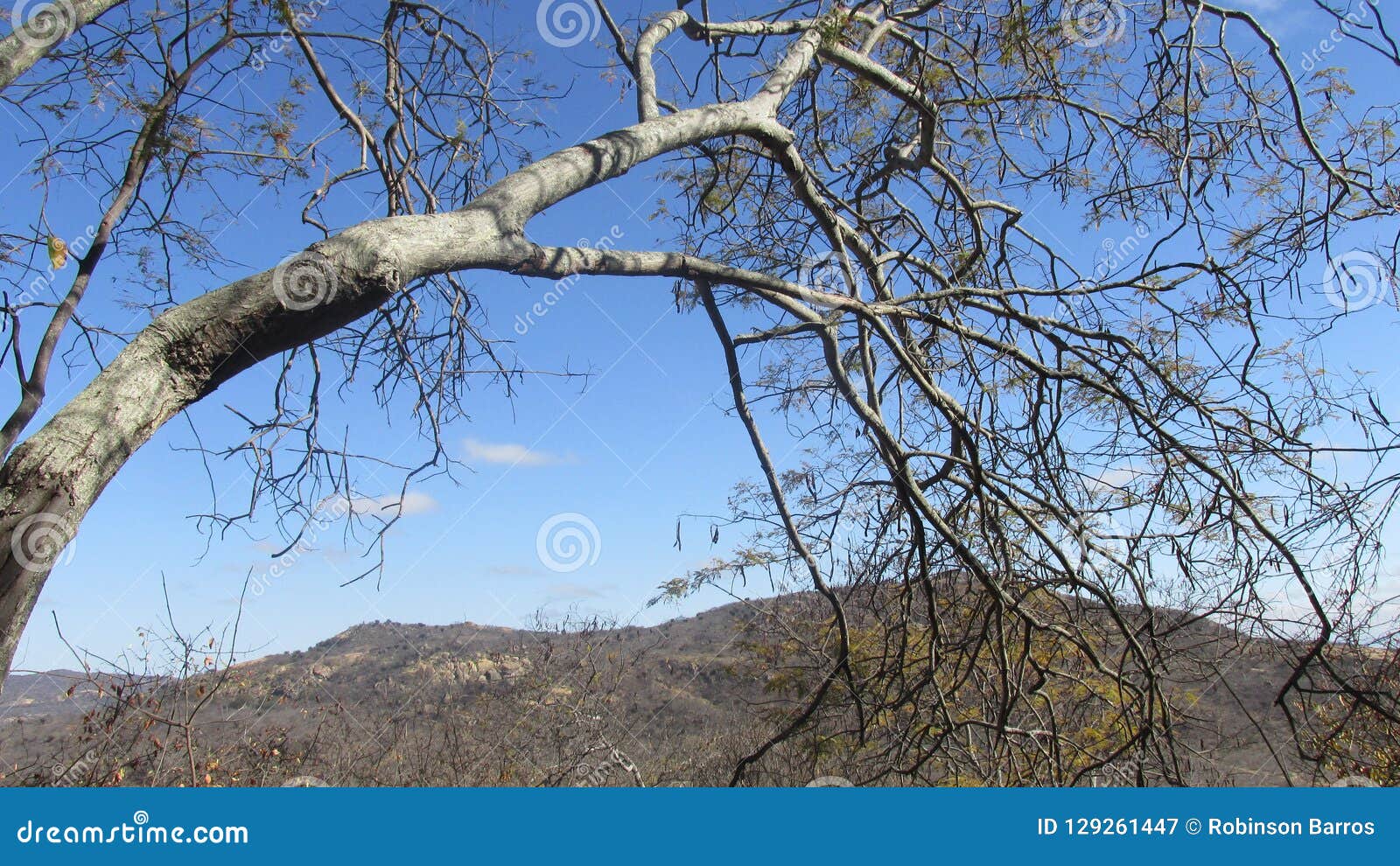 Caatinga Biome: Dry Forest Trees Petrolina, Pernambuco, Brazil Stock ...