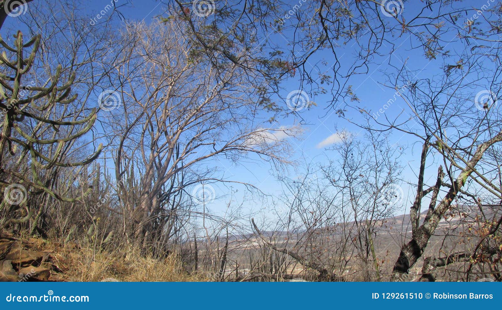 Caatinga Biome: Dry Forest Trees Petrolina, Pernambuco, Brazil Stock ...