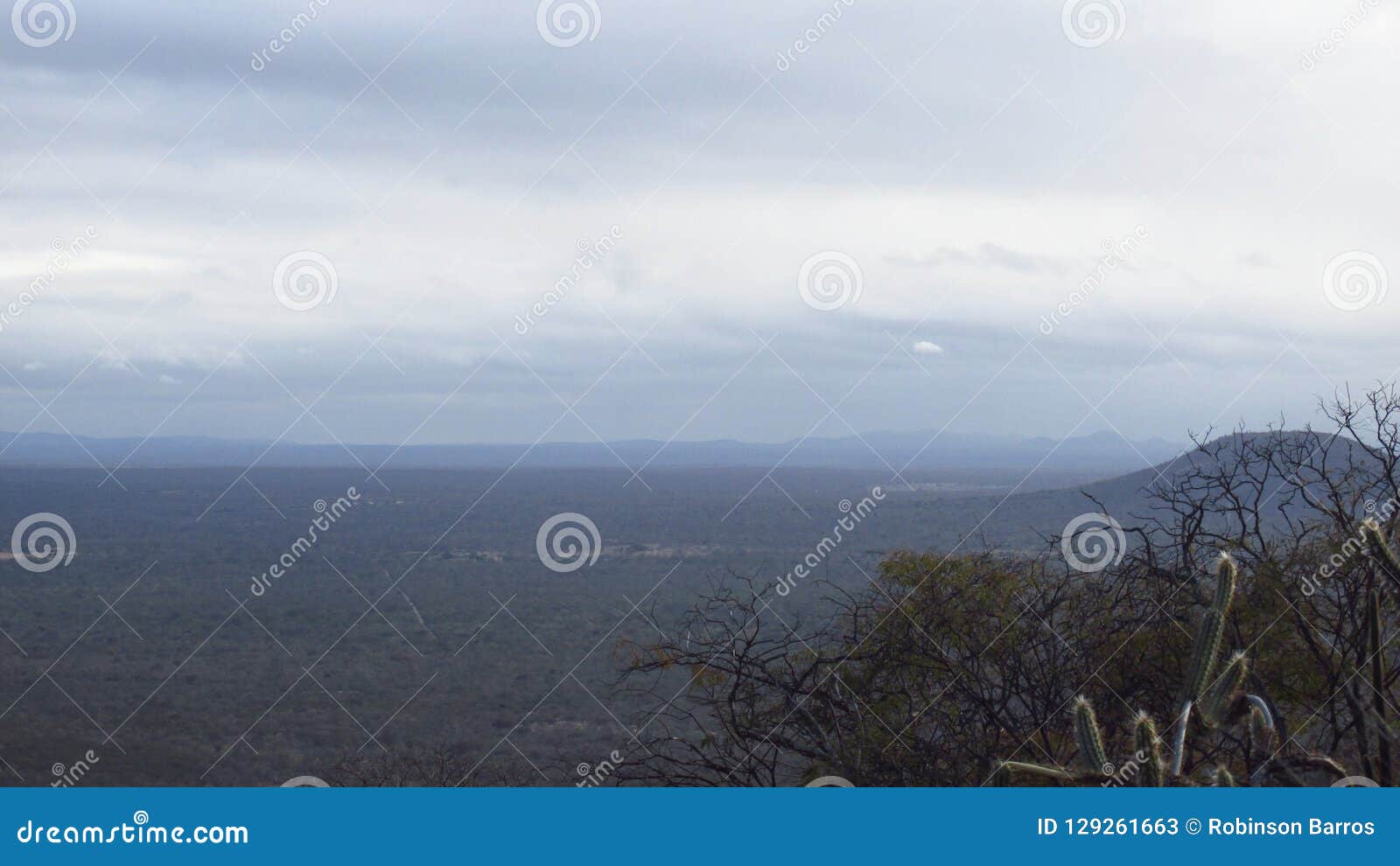 Caatinga Biome: Dry Forest Trees Petrolina, Pernambuco, Brazil Stock ...