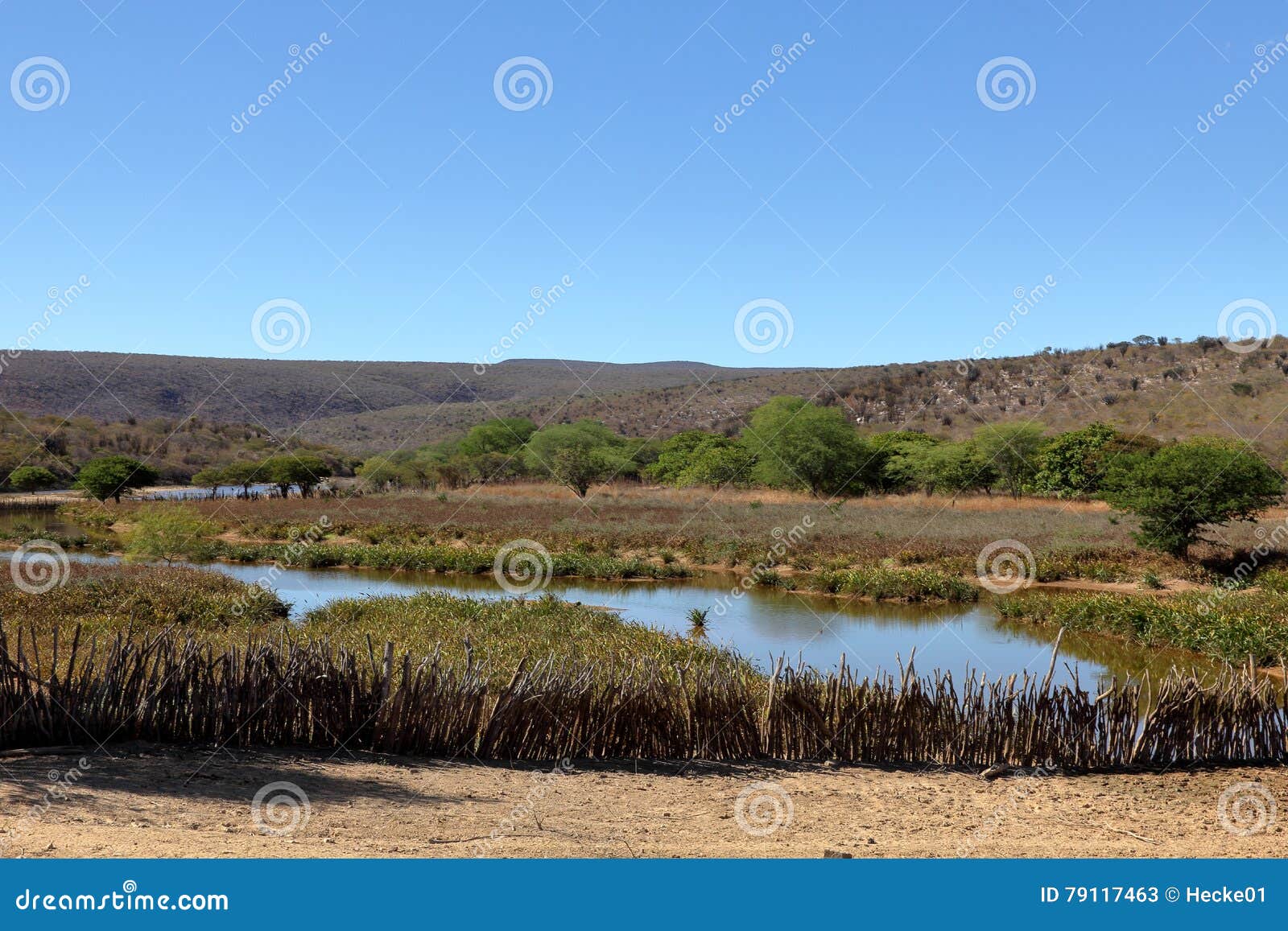 The Caatinga Landscape in Brazil Stock Image - Image of buschland ...