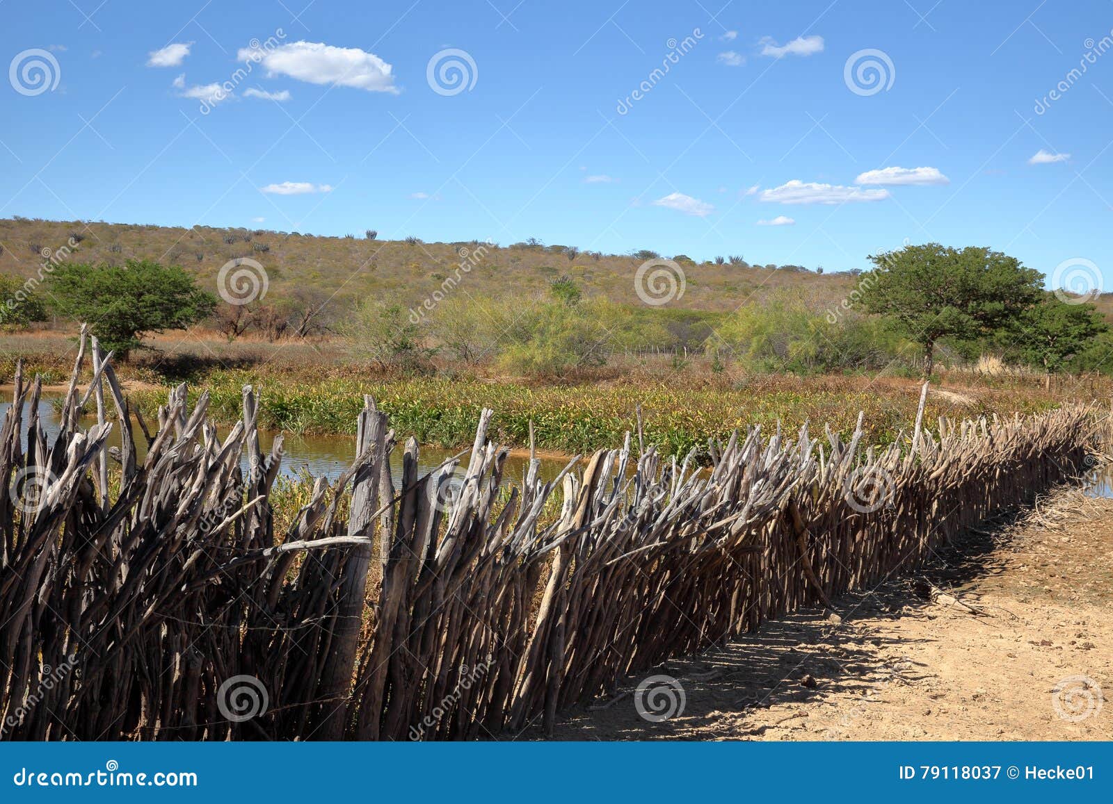 The Caatinga Landscape in Brazil Stock Image - Image of drought ...