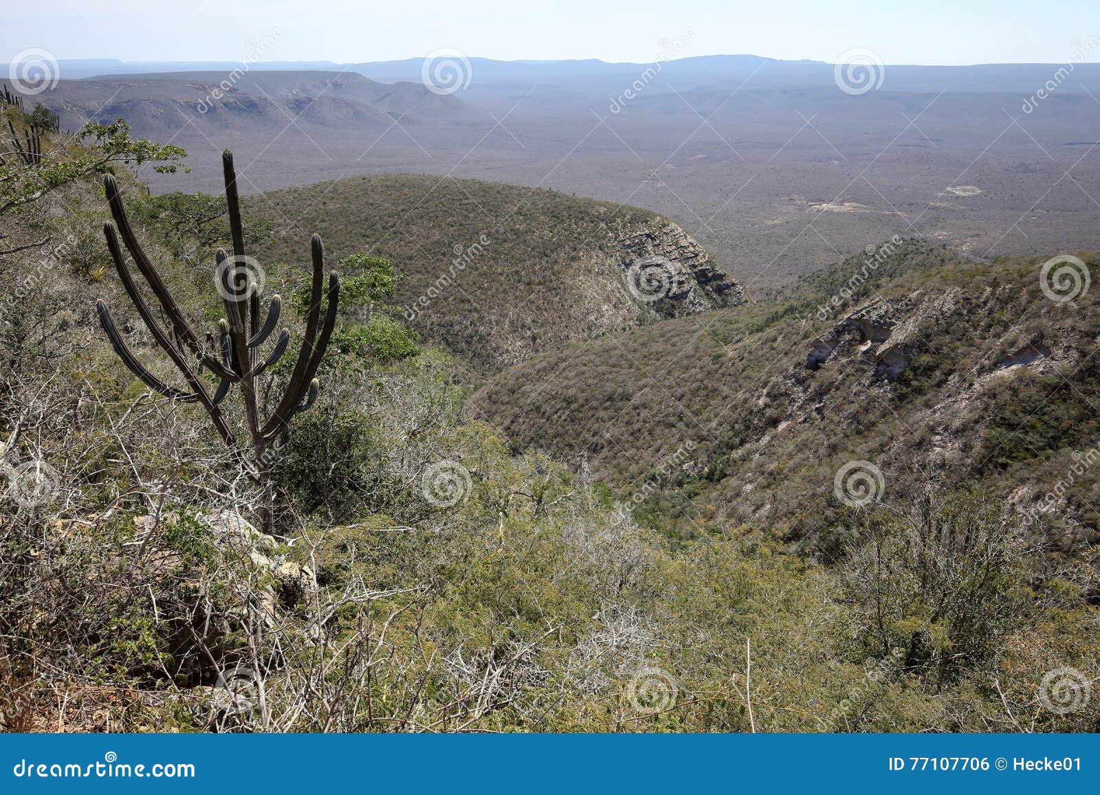 The Caatinga Landscape in Northeast Brazil Stock Photo - Image of ...