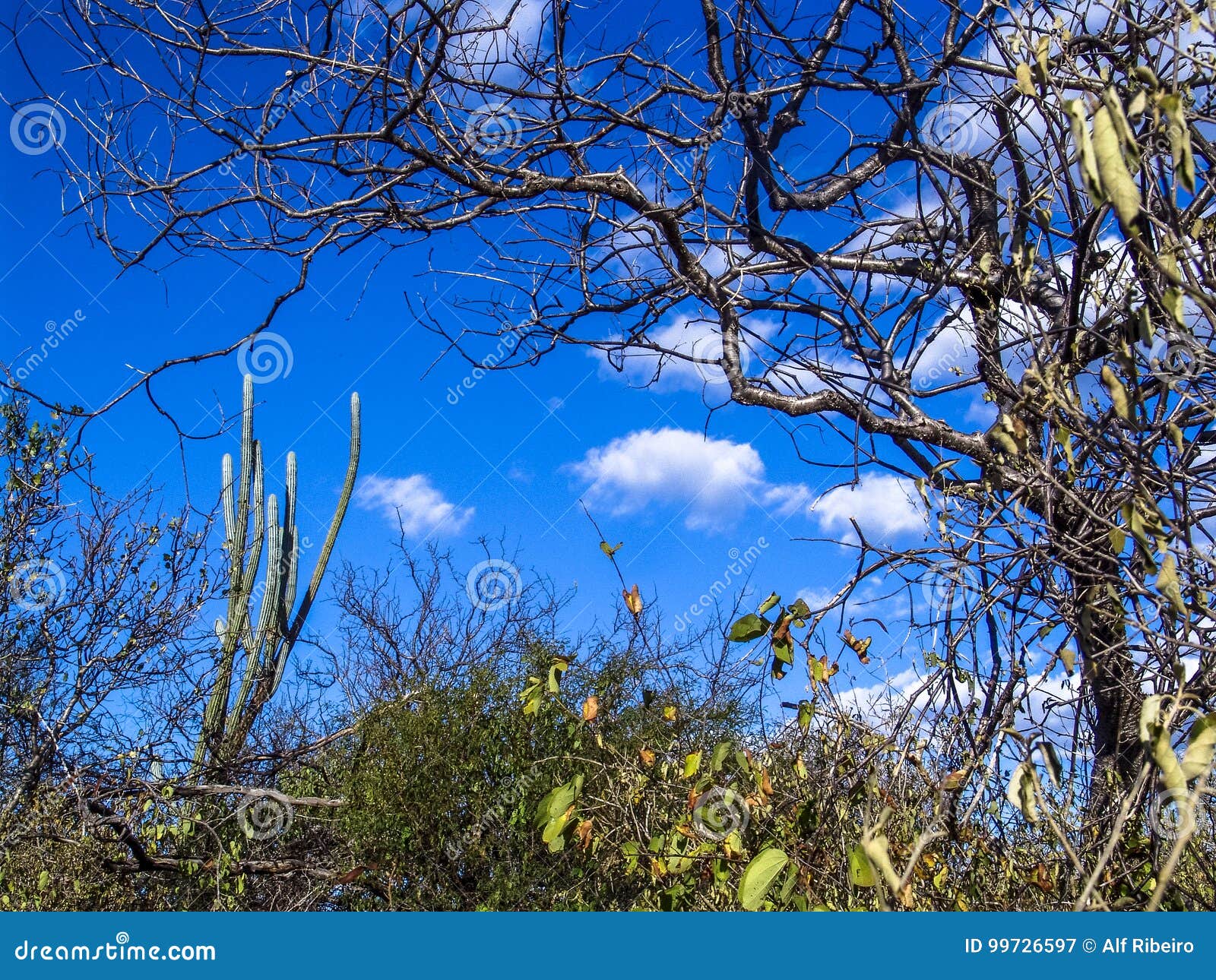 Caatinga vegetation stock image. Image of arid, botany - 99726597
