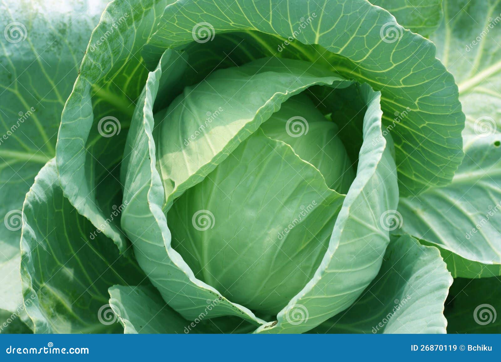 Cabage 库存图片. 图片 包括有 ¬è œ, é˜³å…‰, æ²¡äºº, å®¤å¤, å†¬å¤© - 26870119