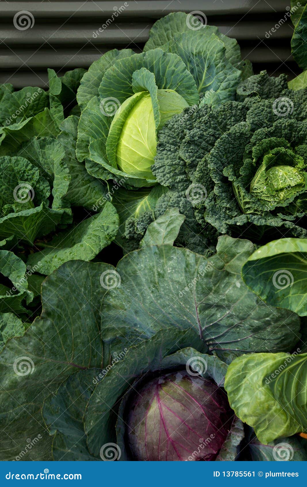 Cabages in a Vegetable Garden Stock Image - Image of spring, isolated ...