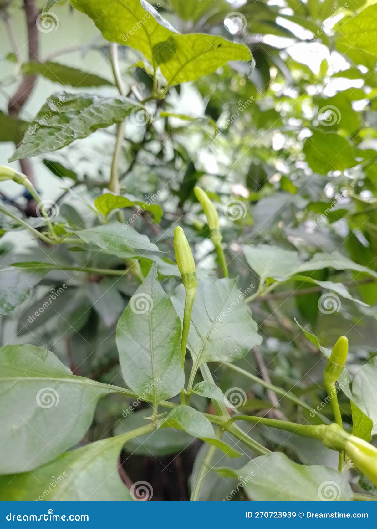 Red Chilli Paper On White Background Stock Photography | CartoonDealer ...
