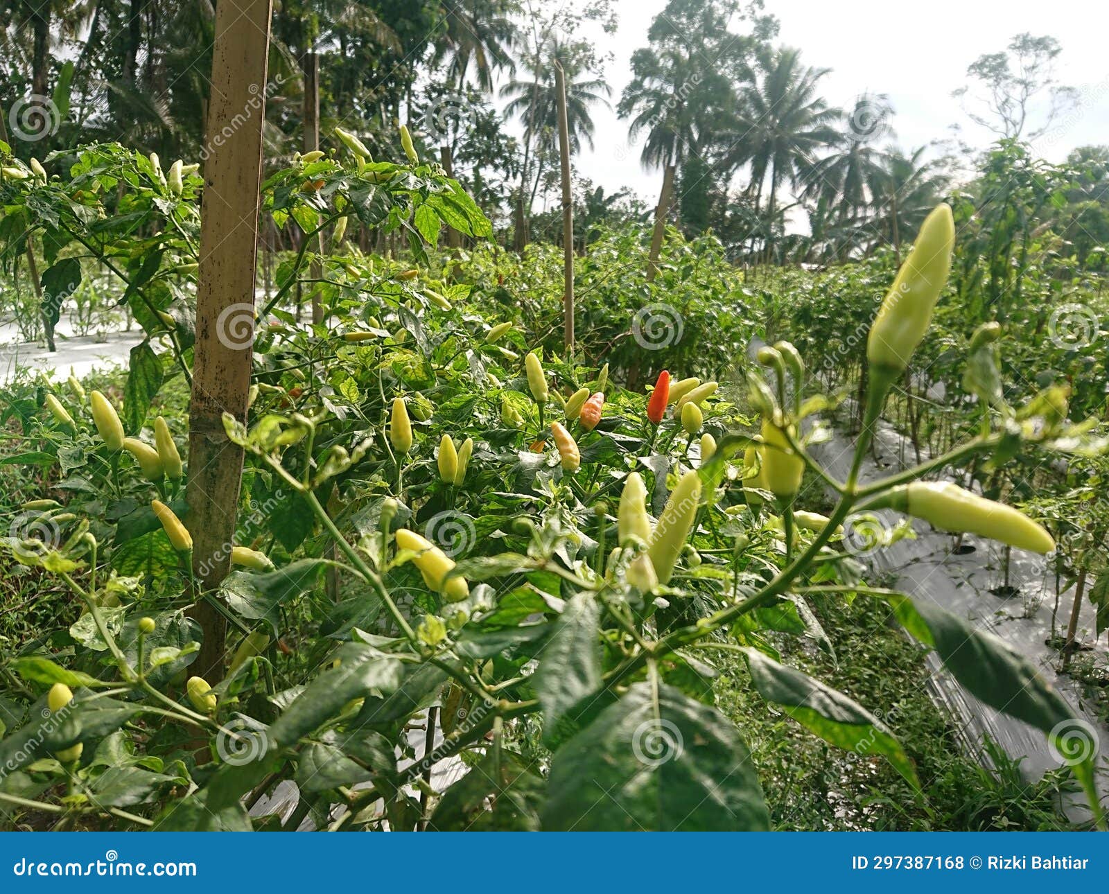 Cabai Rawit Hot Chili Papper Background Stock Photo - Image of cabai ...