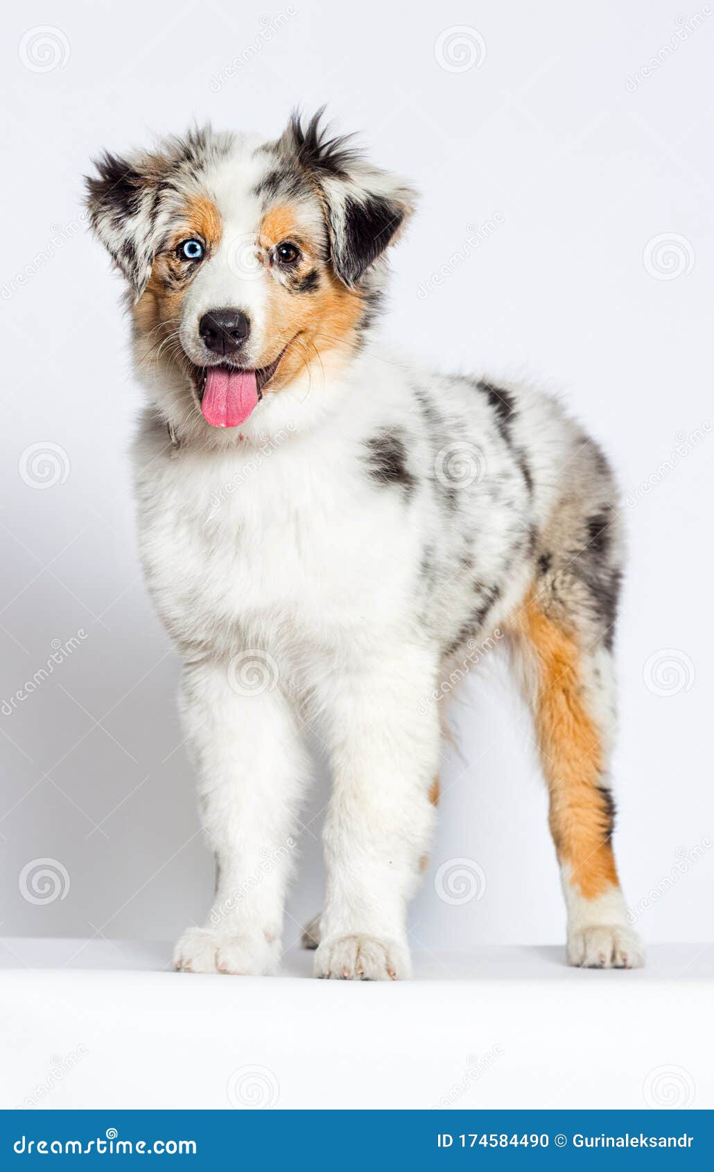 Caballete De Pastor Australiano Foto de archivo - Imagen de animal ...