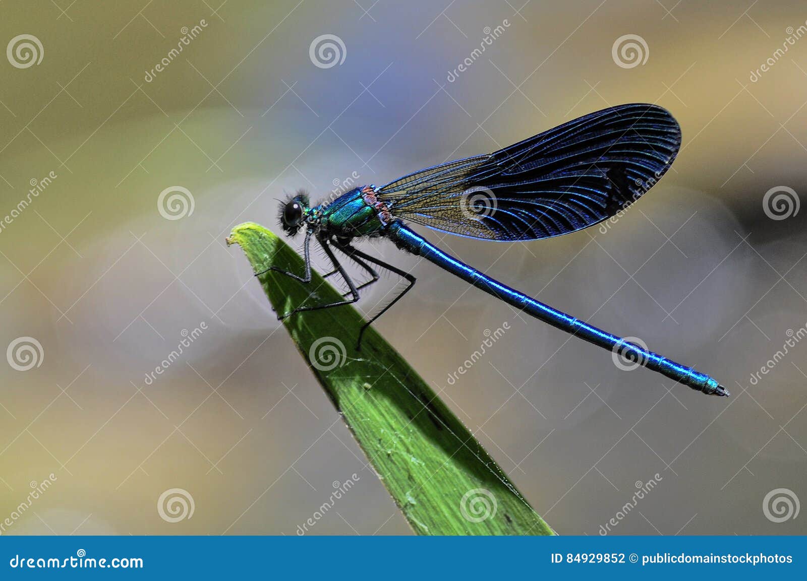Caballito Del Diablo ( Zygoptera) Imagen. Imagen: 84929852