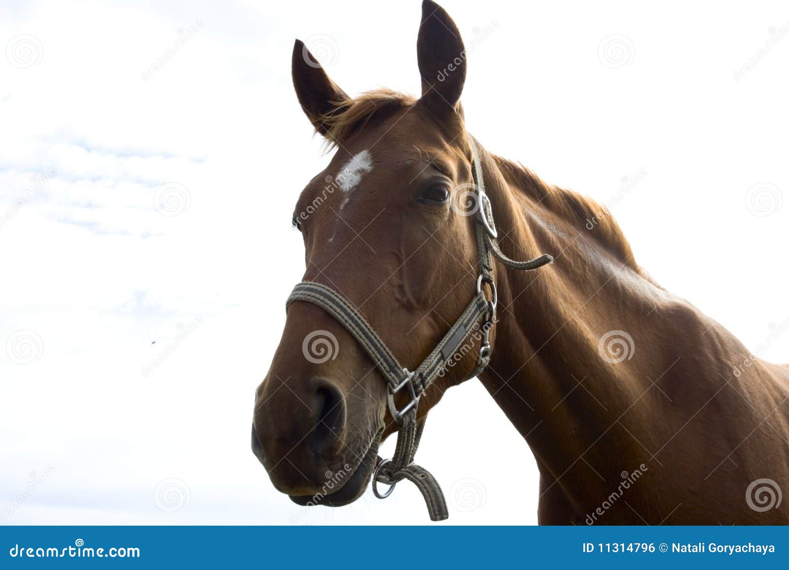 Caballo foto de archivo. Imagen de cierre, exterior, elegancia - 11314796