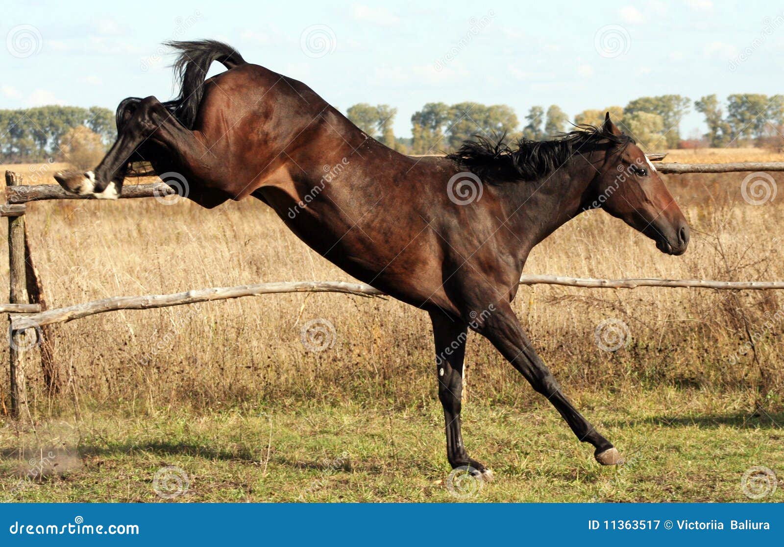 Caballo imagen de archivo. Imagen de potra, animal, hermoso - 11363517