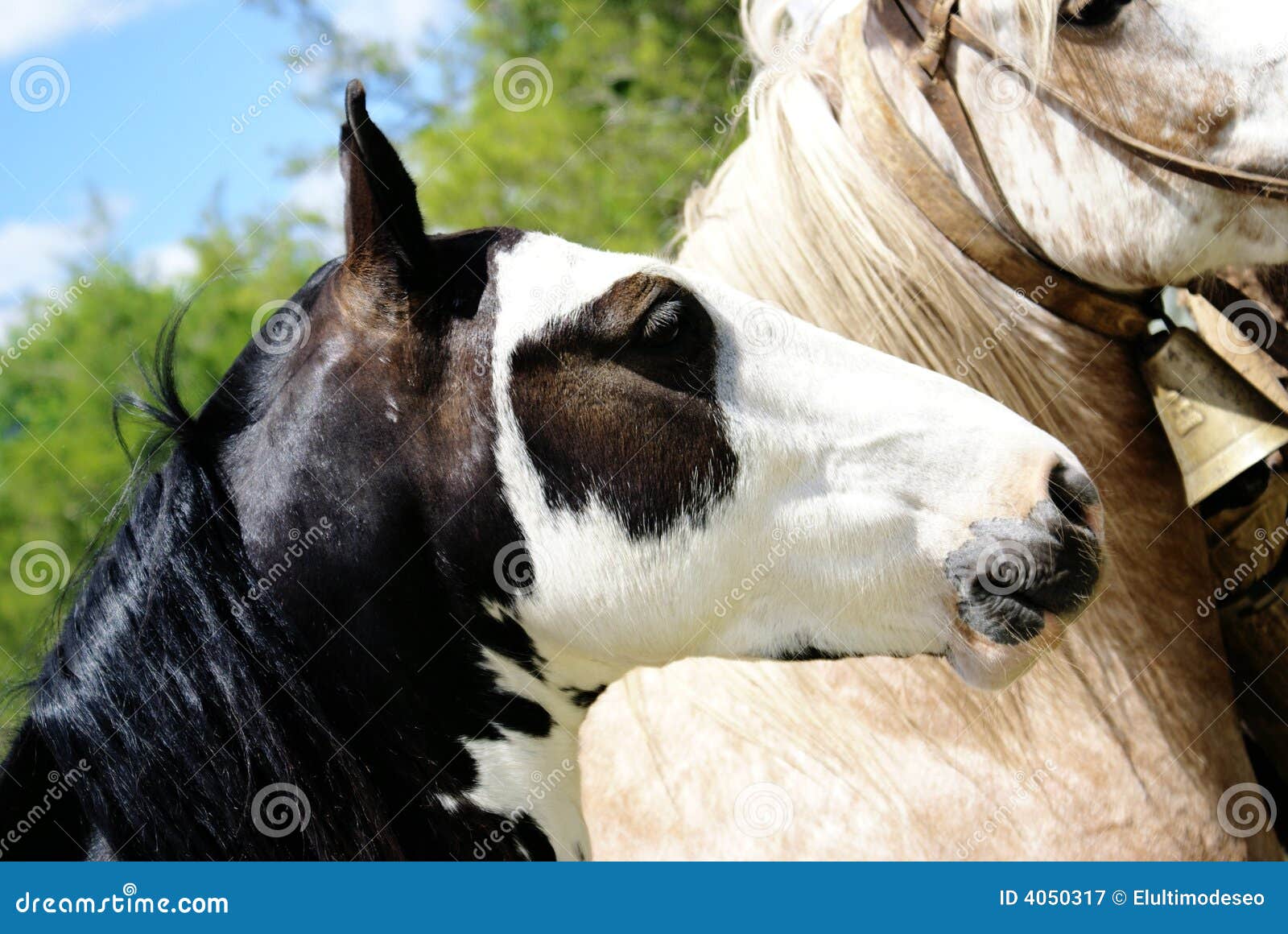 Caballo imagen de archivo. Imagen de burdo, polluelo, modelo - 4050317