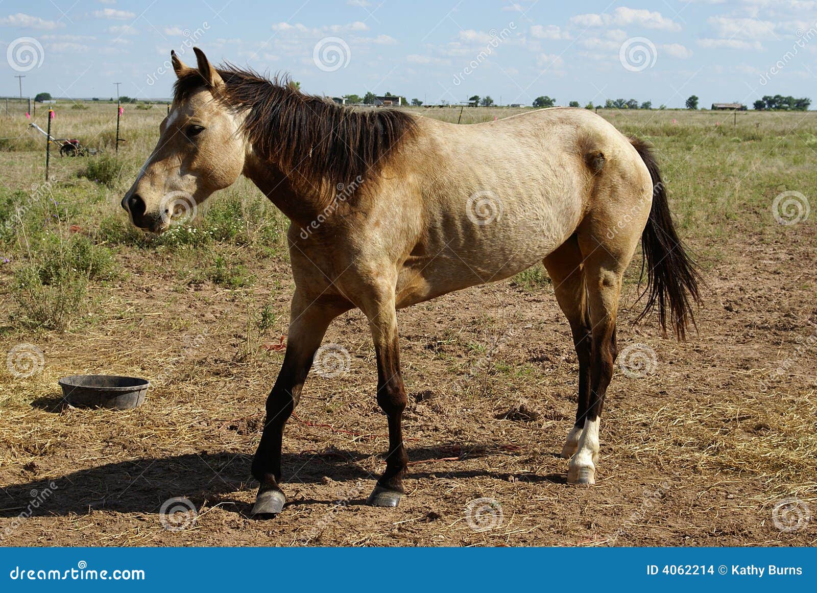 350 Caballo Flaco Fotos de stock - Fotos libres de regalías de Dreamstime