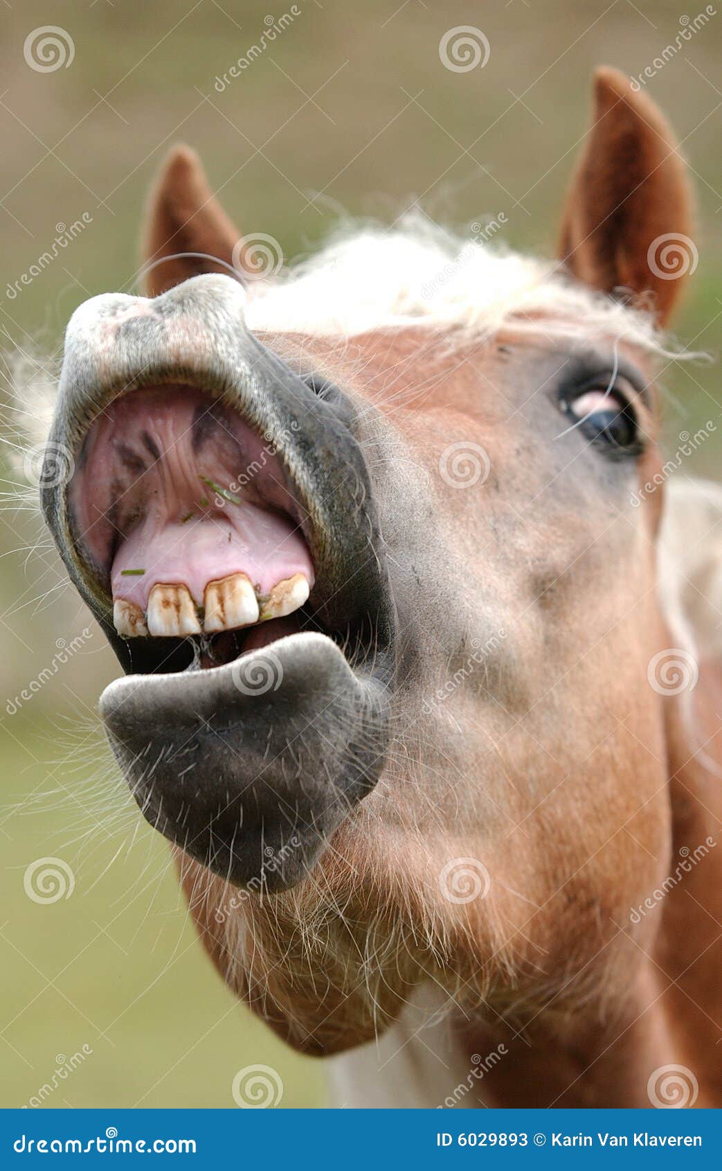 Caballo imagen de archivo. Imagen de riéndose, nostrial - 6029893