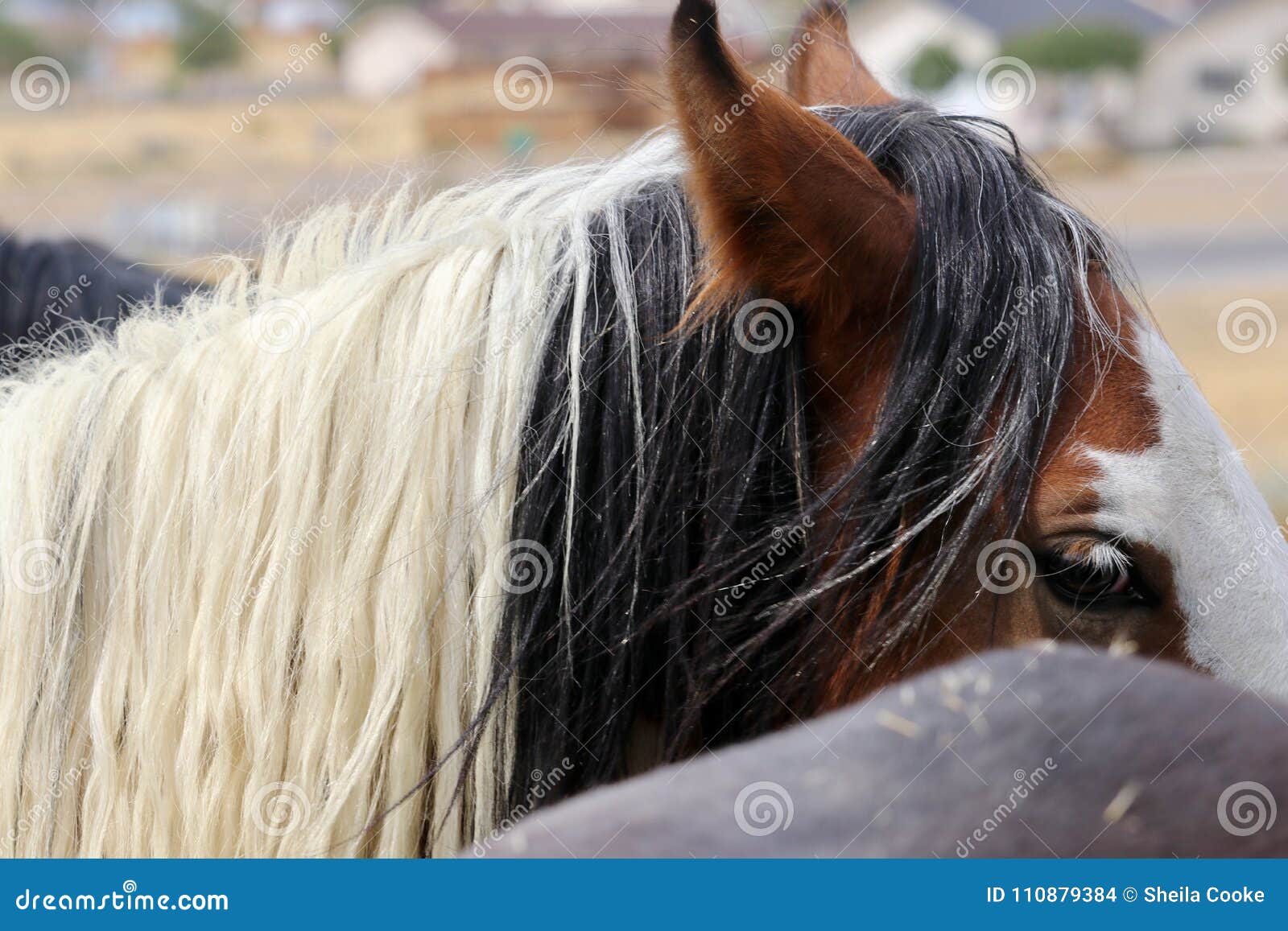 Caballo Americano Salvaje Del Mustango Foto de archivo - Imagen de ...