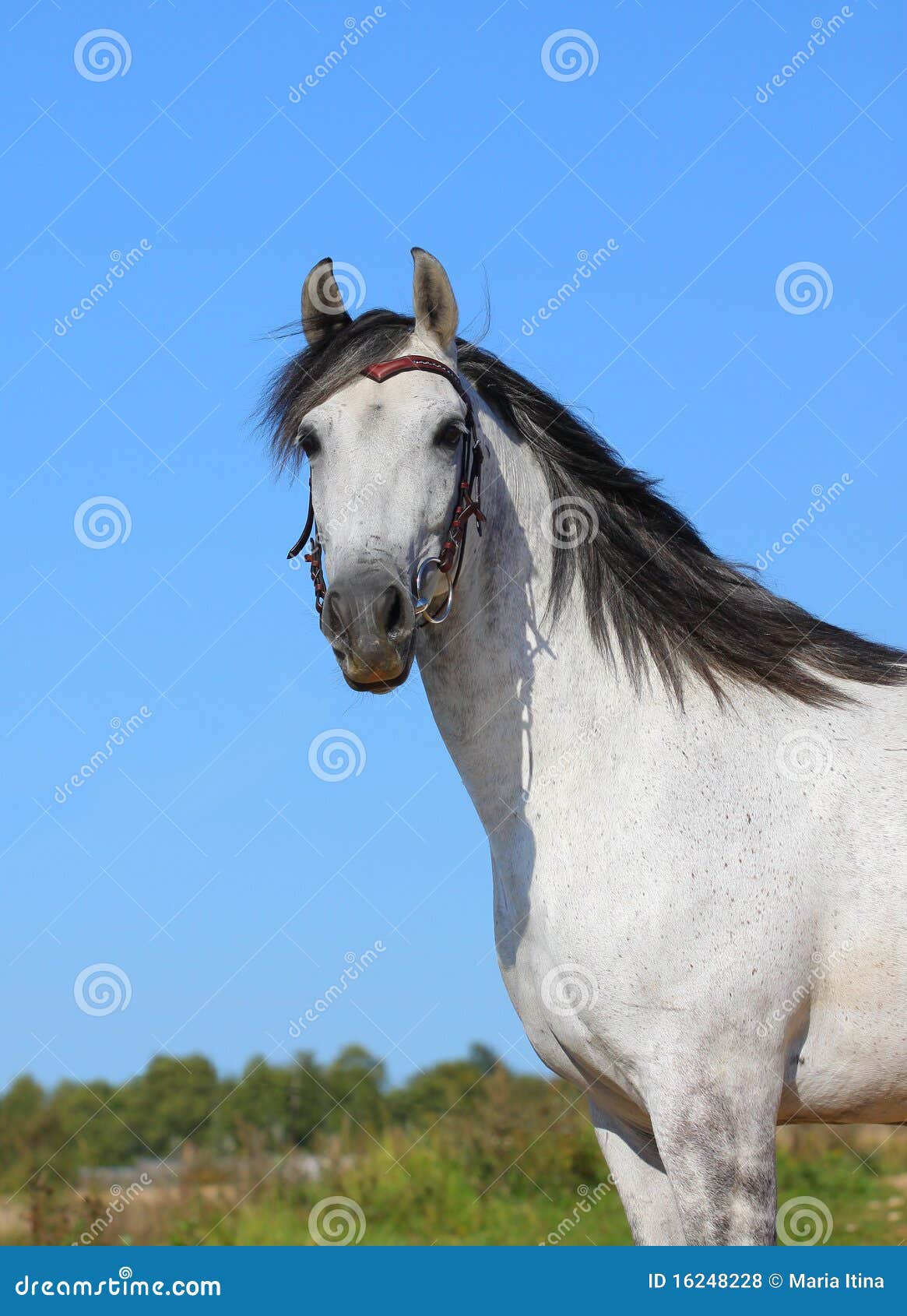 Caballo andaluz foto de archivo. Imagen de azul, animal - 16248228