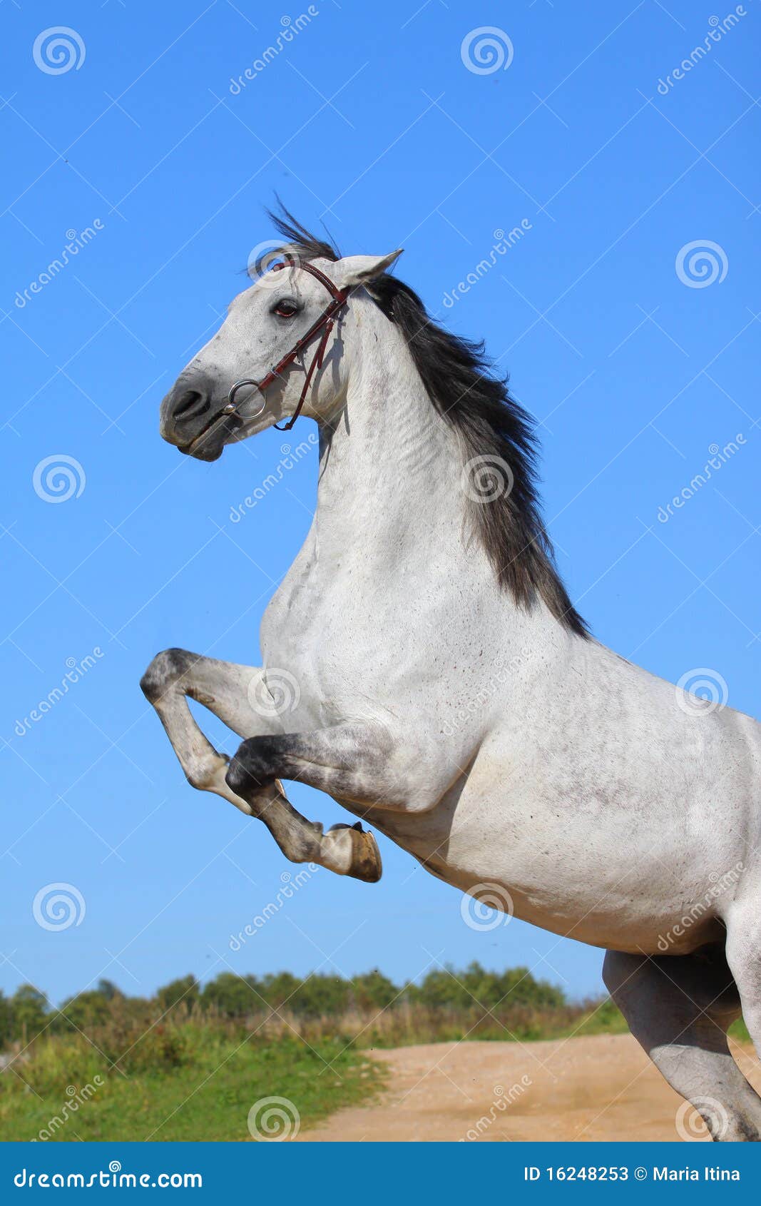 Caballo andaluz imagen de archivo. Imagen de paso, semental - 16248253