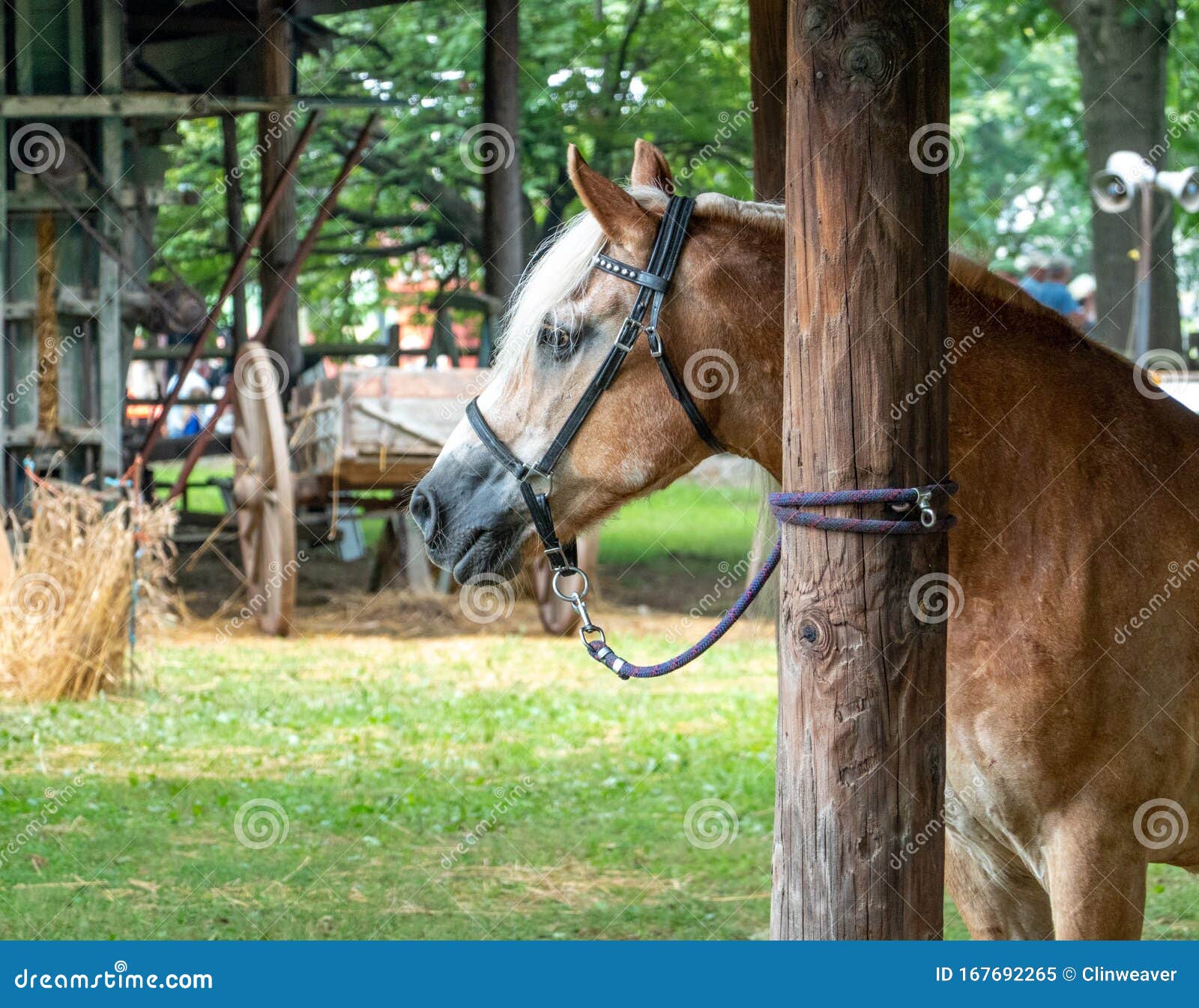 Caballo atado a poste imagen de archivo. Imagen de granja - 167692265