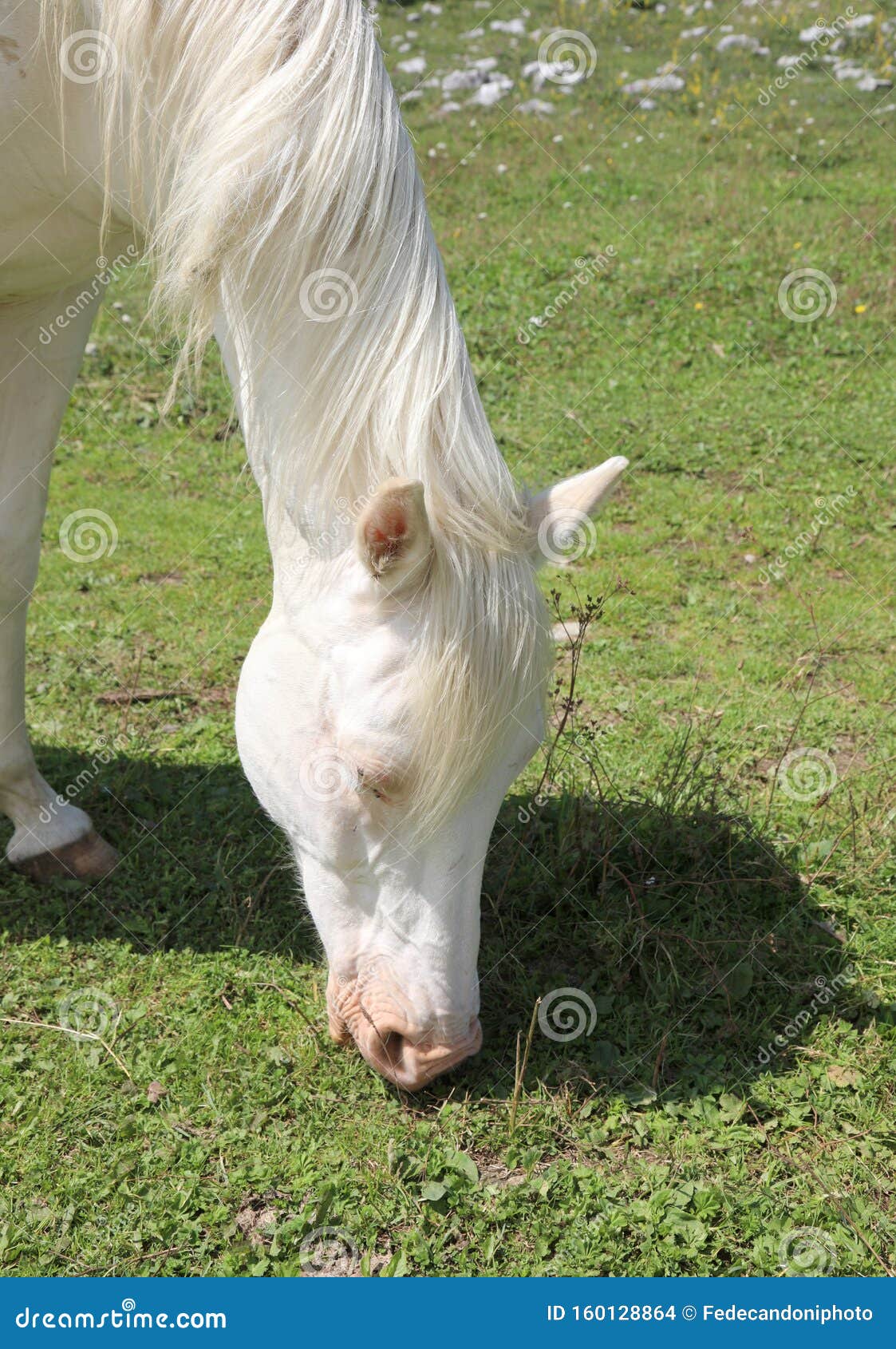 Caballo Blanco Comiendo Hierba Verde De Adown Foto de archivo - Imagen ...