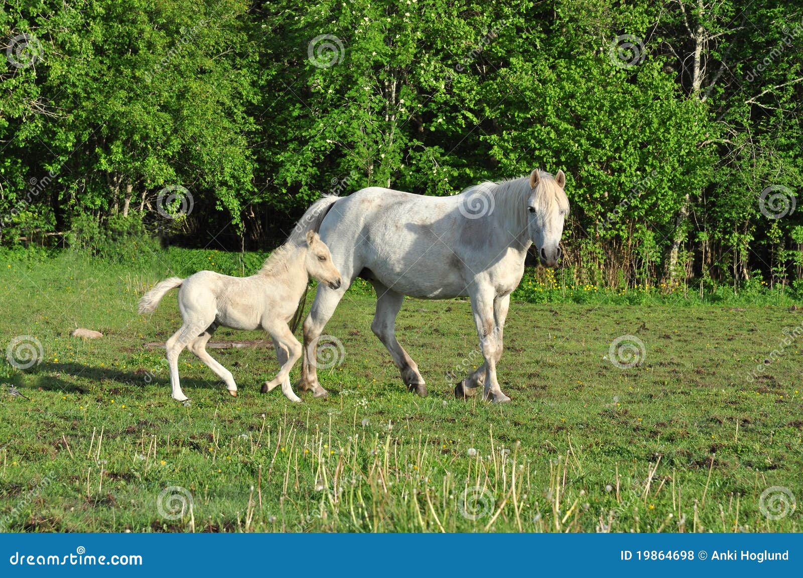 Caballo Blanco Con El Potro Foto de archivo - Imagen de newborn, animal ...