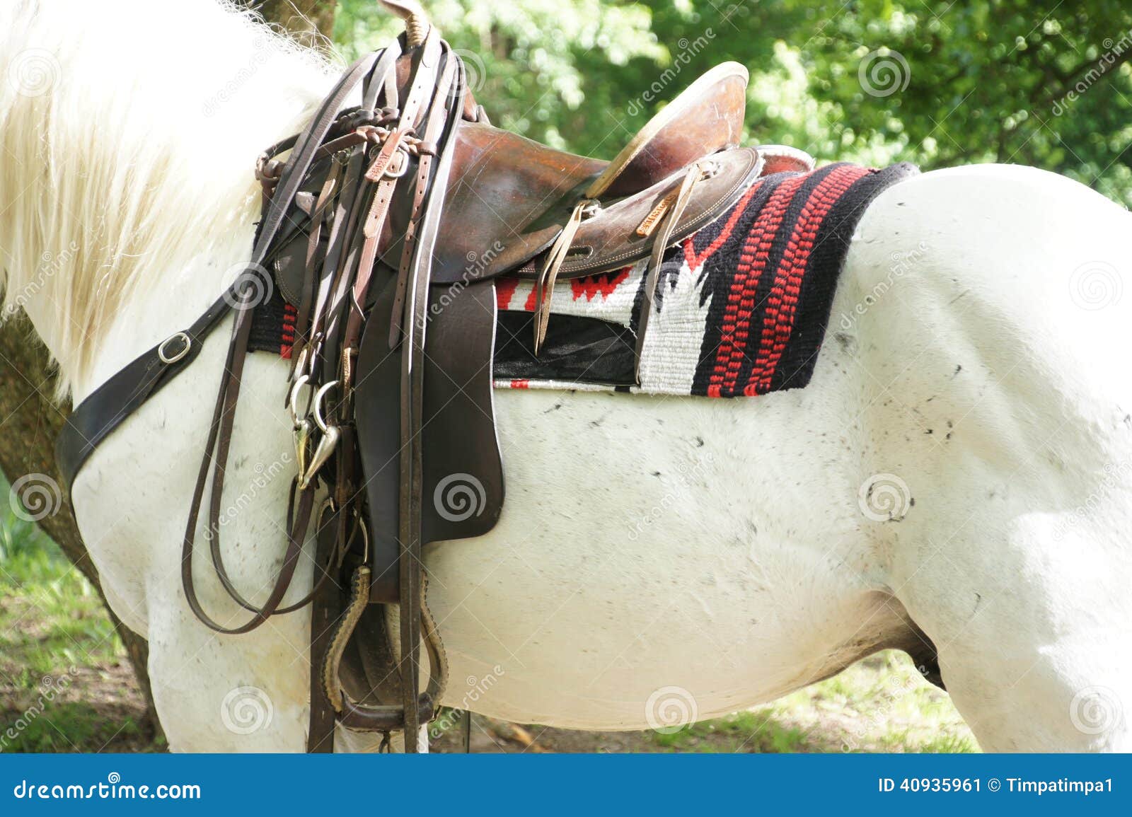 Caballo Blanco Con La Silla De Montar Imagen de archivo - Imagen de ...