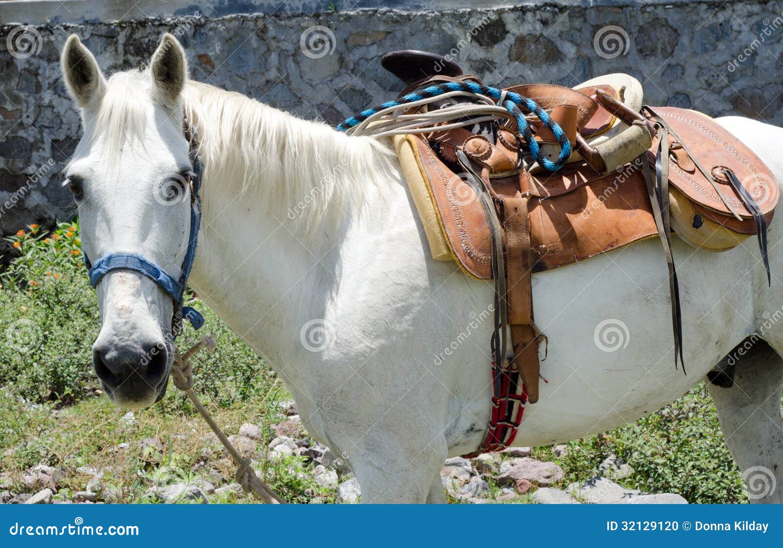 Caballo Blanco Con La Silla De Montar Mexicana Foto de archivo - Imagen ...
