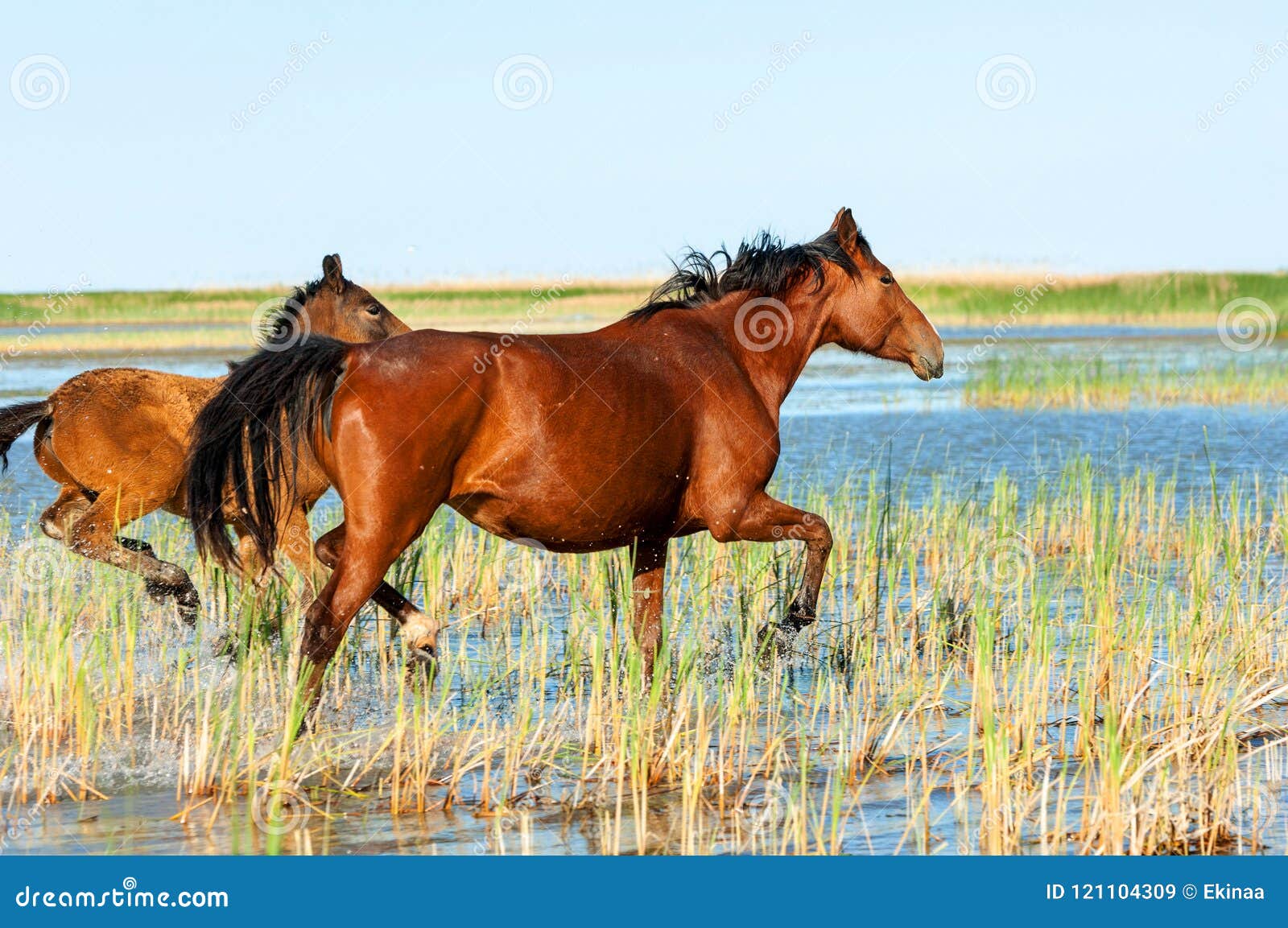 Caballo, Caballero, Corcel, Courser, Hoss Imagen de archivo - Imagen de ...