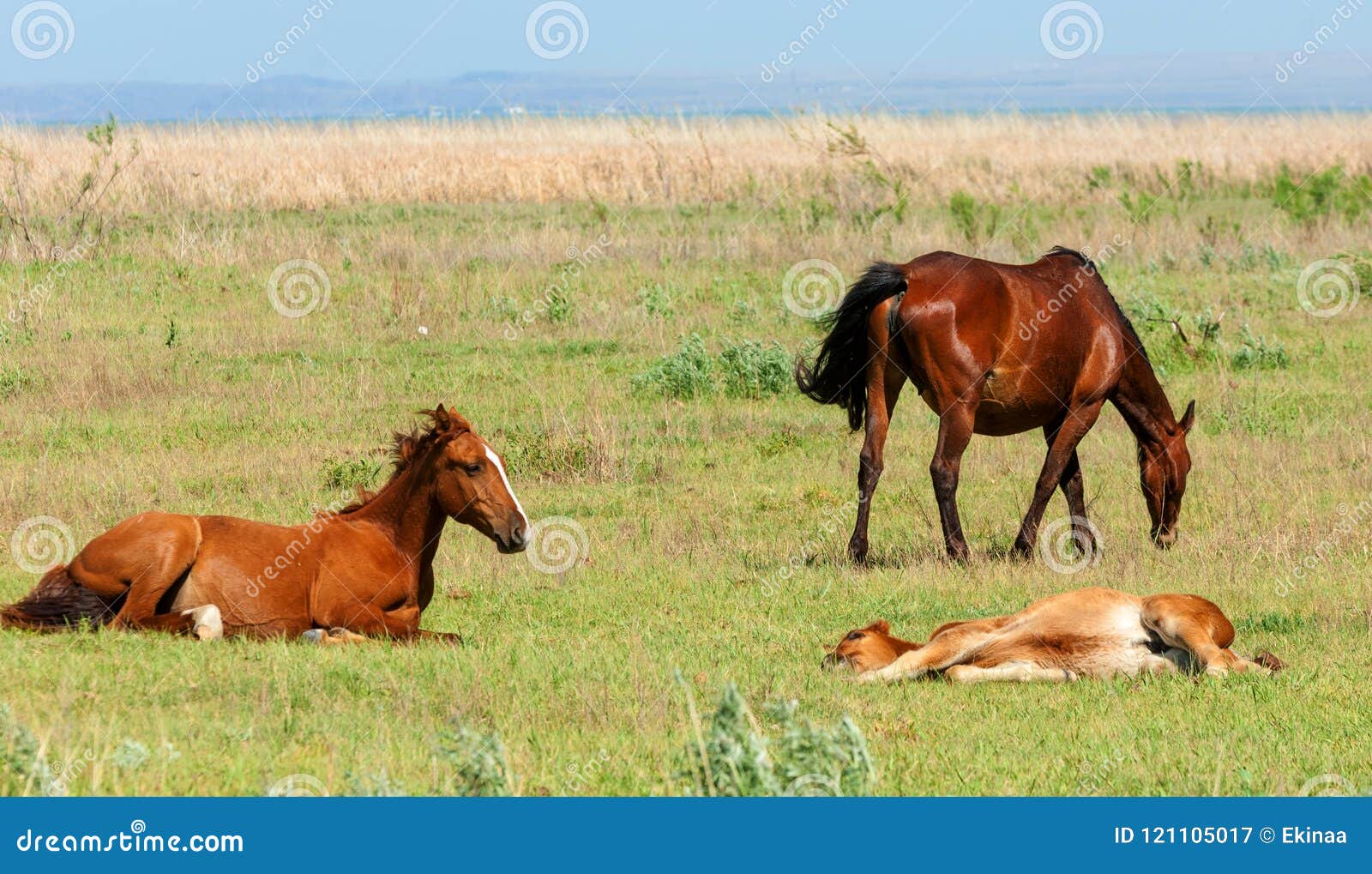 Caballo, Caballero, Corcel, Courser, Hoss Imagen de archivo - Imagen de ...