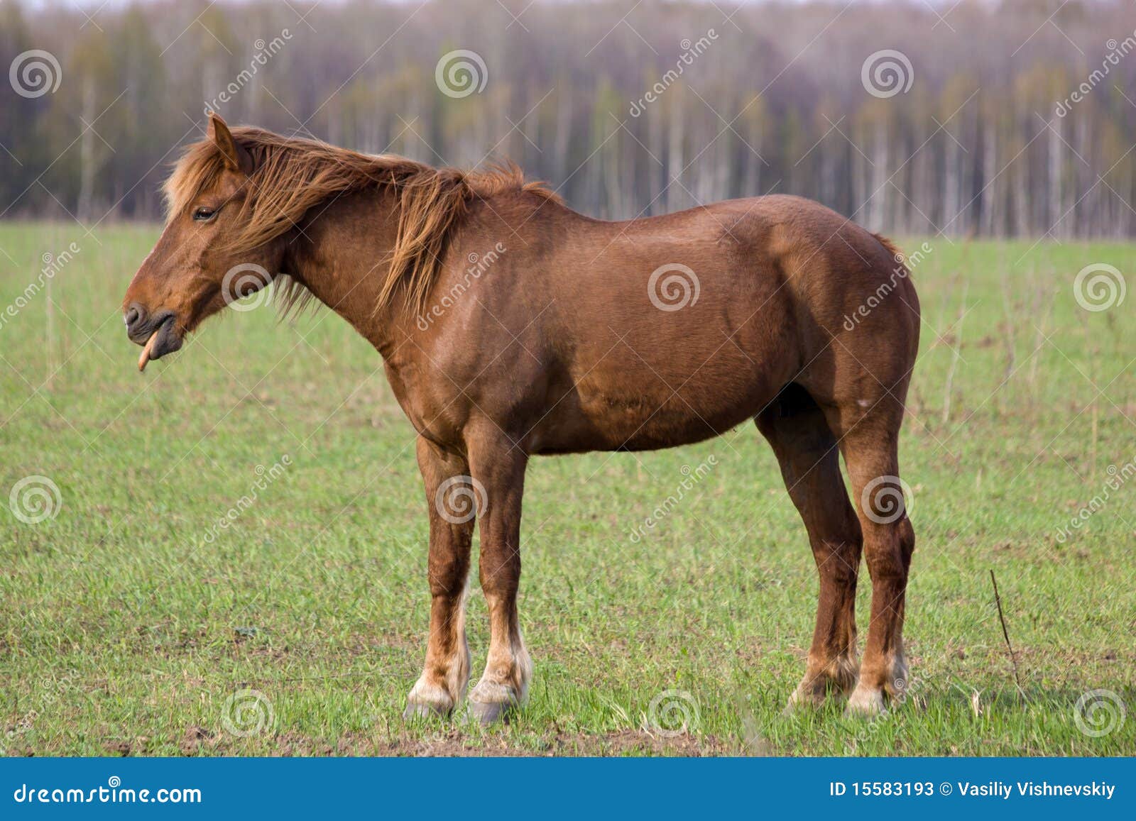 Caballo (caballus Del Equus) Imagen de archivo - Imagen de verde, prado ...