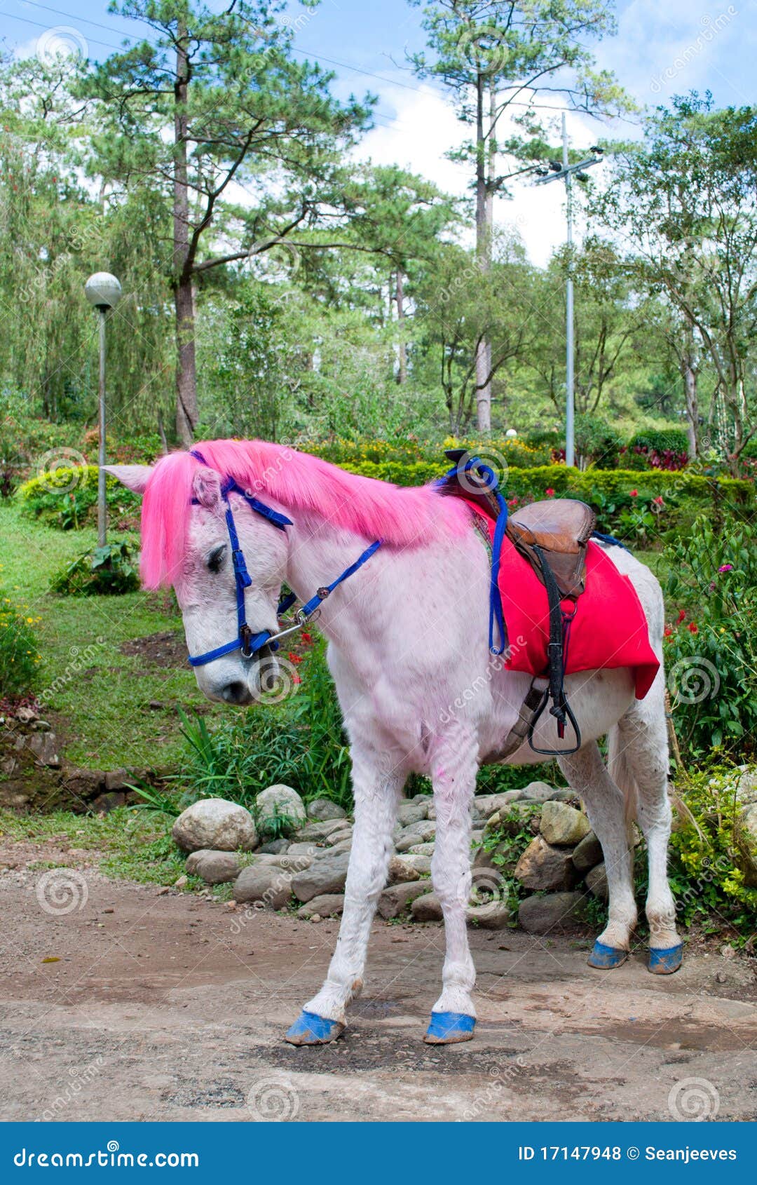 Caballo cabelludo rosado foto de archivo. Imagen de hierba - 17147948