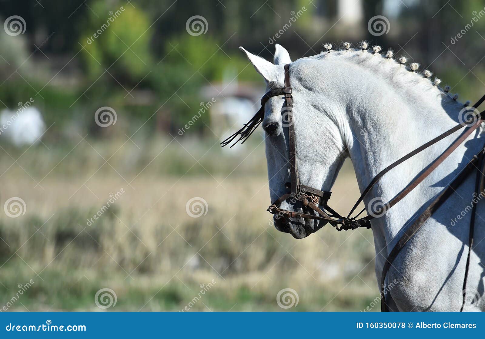 Caballo Con Dolor En El Campo Foto de archivo - Imagen de melena ...