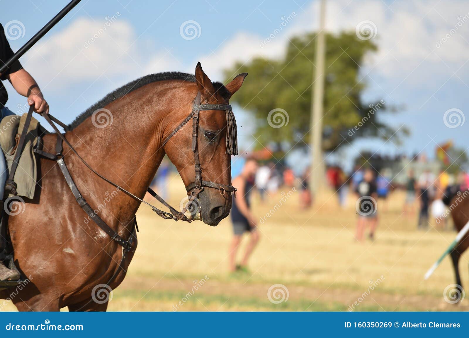 Caballo Con Dolor En El Campo Imagen de archivo - Imagen de verano ...