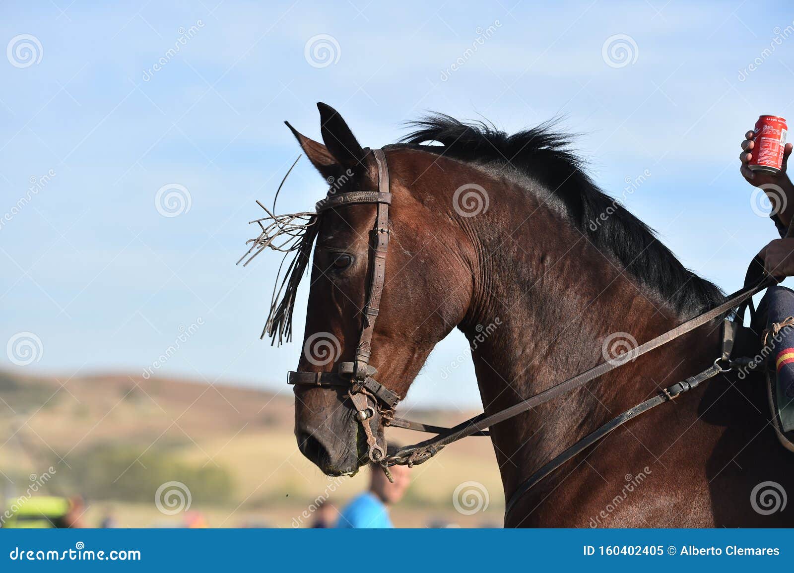 Caballo Con Dolor En El Campo Imagen de archivo - Imagen de animal ...