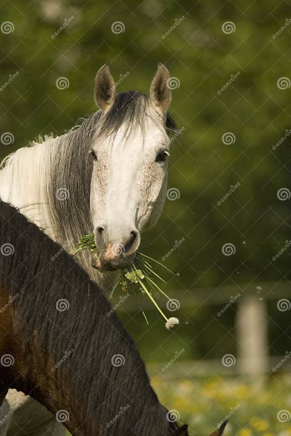Caballo Con El Diente De León Foto de archivo - Imagen de cierre, cara ...