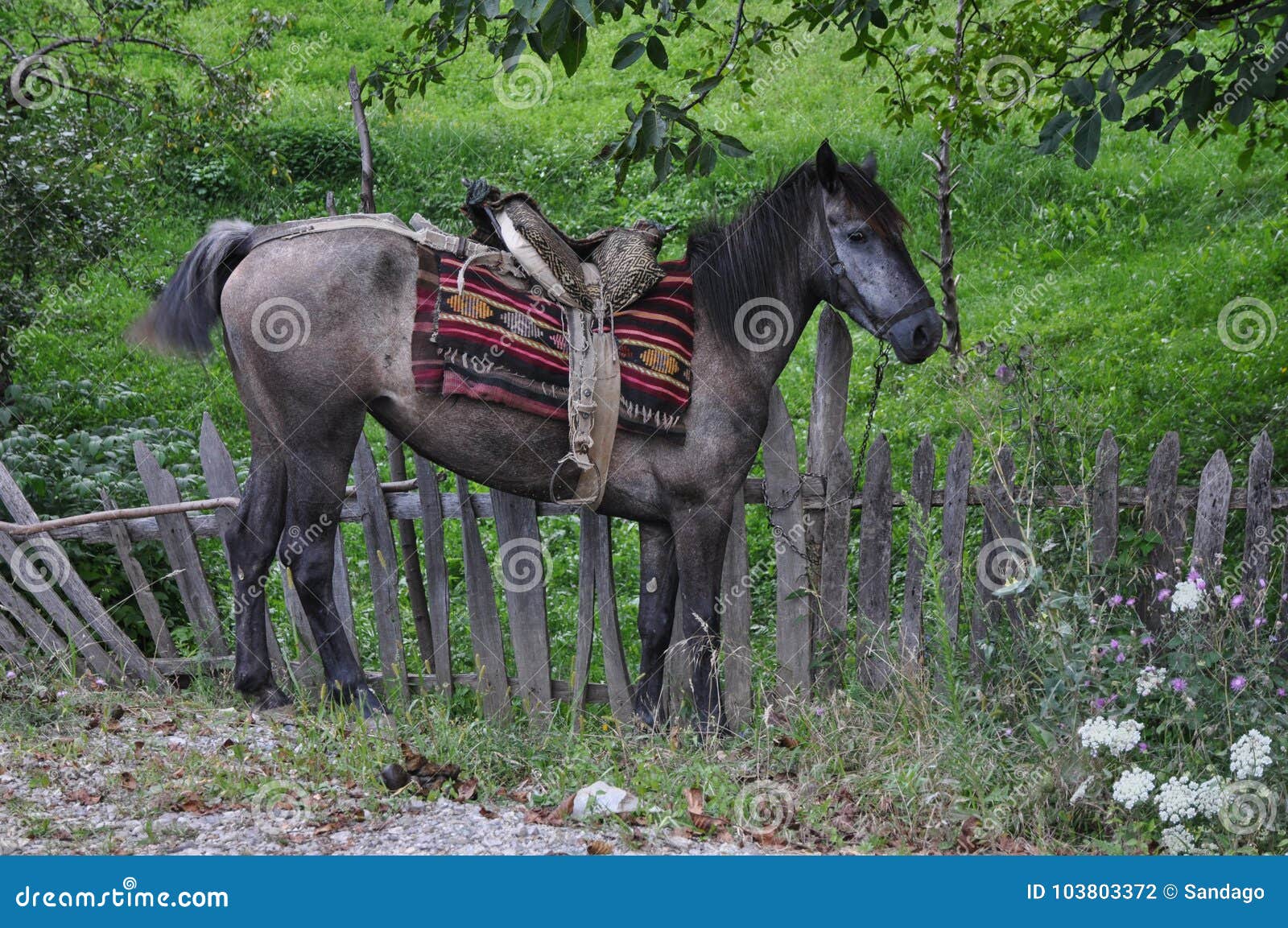 Caballo con la montura foto de archivo. Imagen de hermoso - 103803372