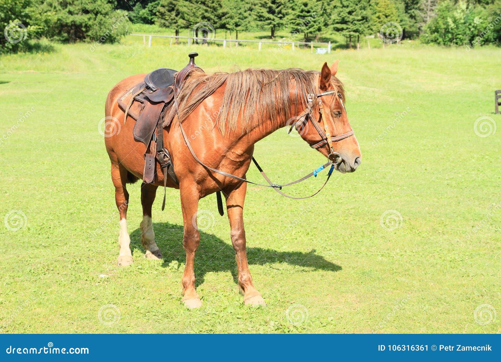 Caballo Con La Silla De Montar En Pasto Imagen de archivo - Imagen de ...