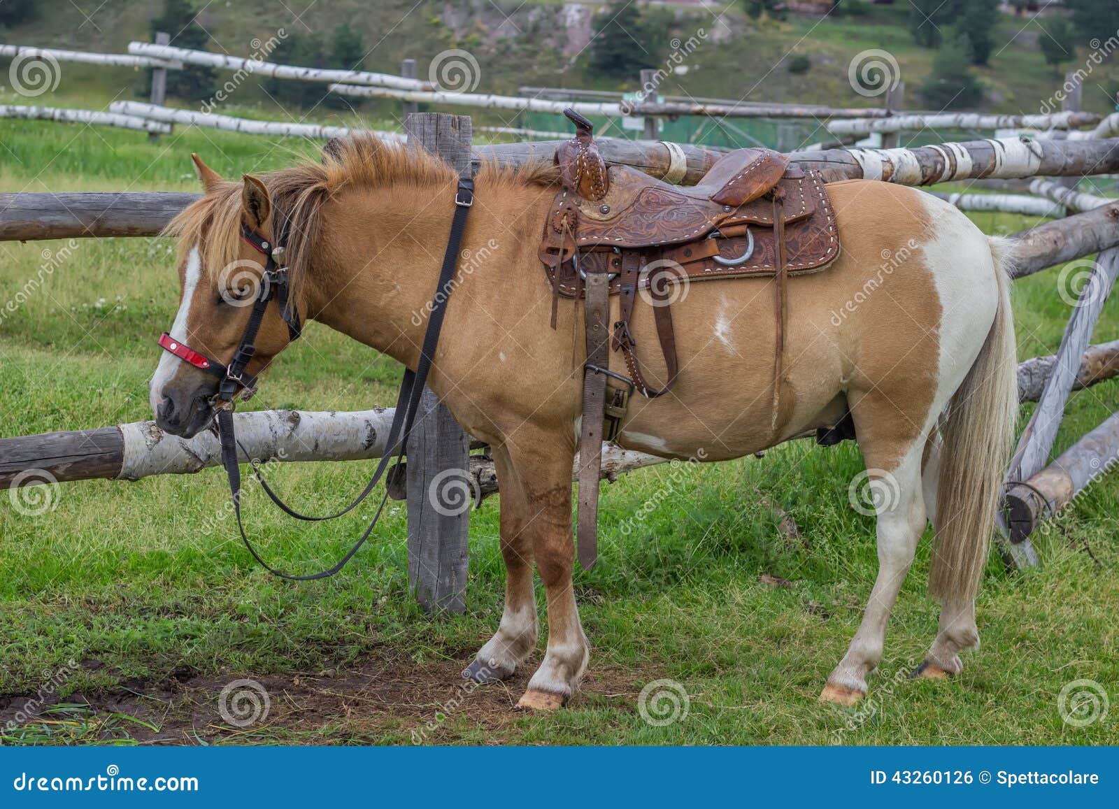 Caballo Con La Silla De Montar Hermosa 2 Foto de archivo - Imagen de ...