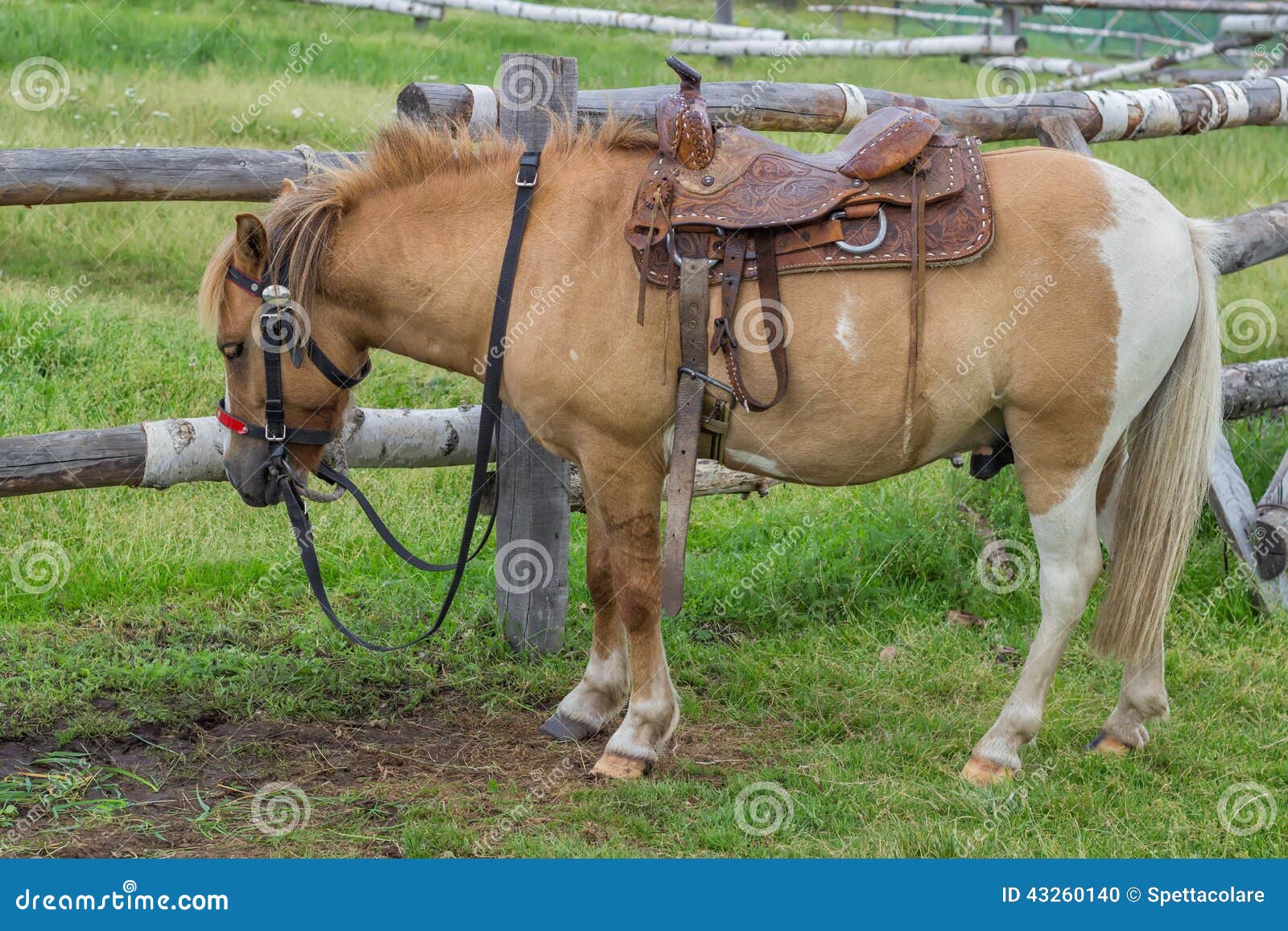 Caballo Con La Silla De Montar Hermosa Foto de archivo - Imagen de ...