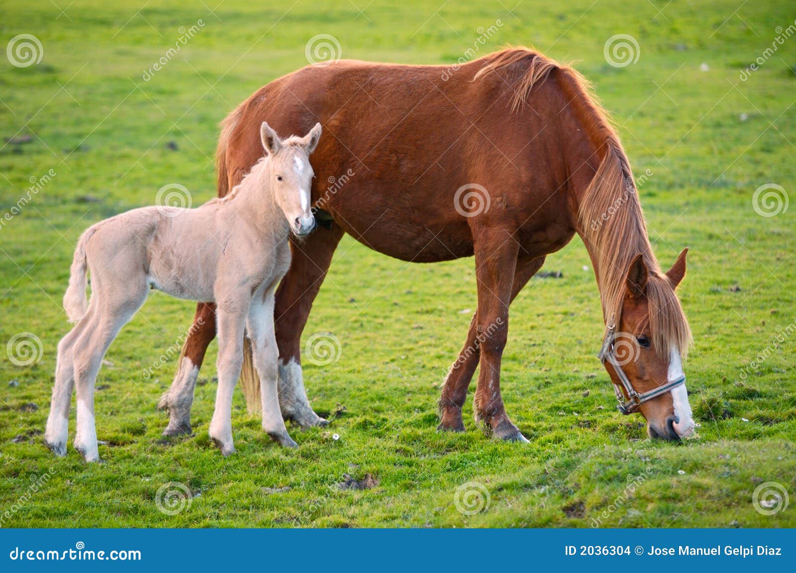 Caballo Con Su Hijo Que Come La Hierba Imagenes de archivo - Imagen ...