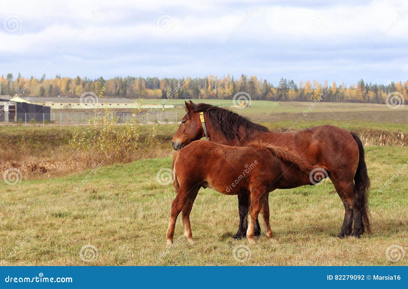 Caballo con su potro foto de archivo. Imagen de vida - 82279092
