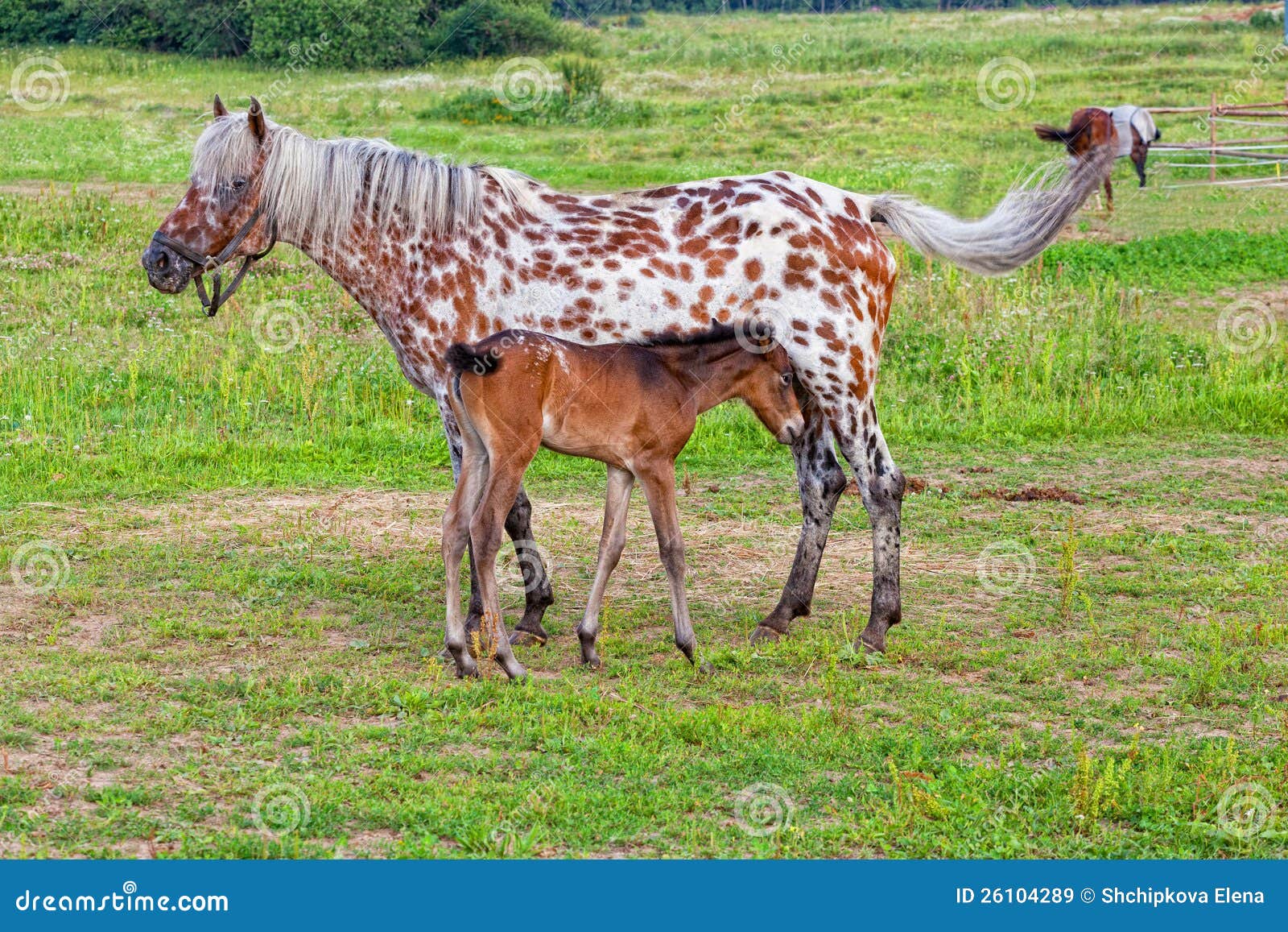 Caballo con un potro imagen de archivo. Imagen de pasto - 26104289