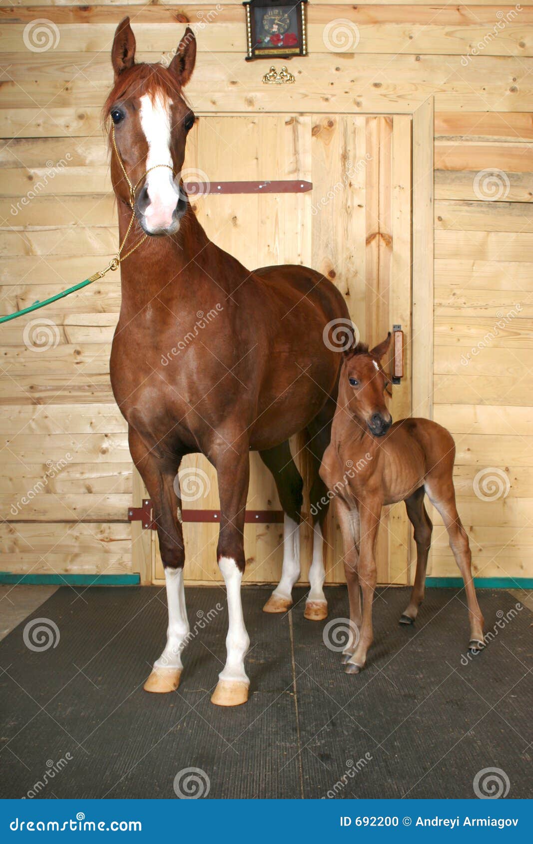 Caballo con un potro foto de archivo. Imagen de thoroughbred - 692200