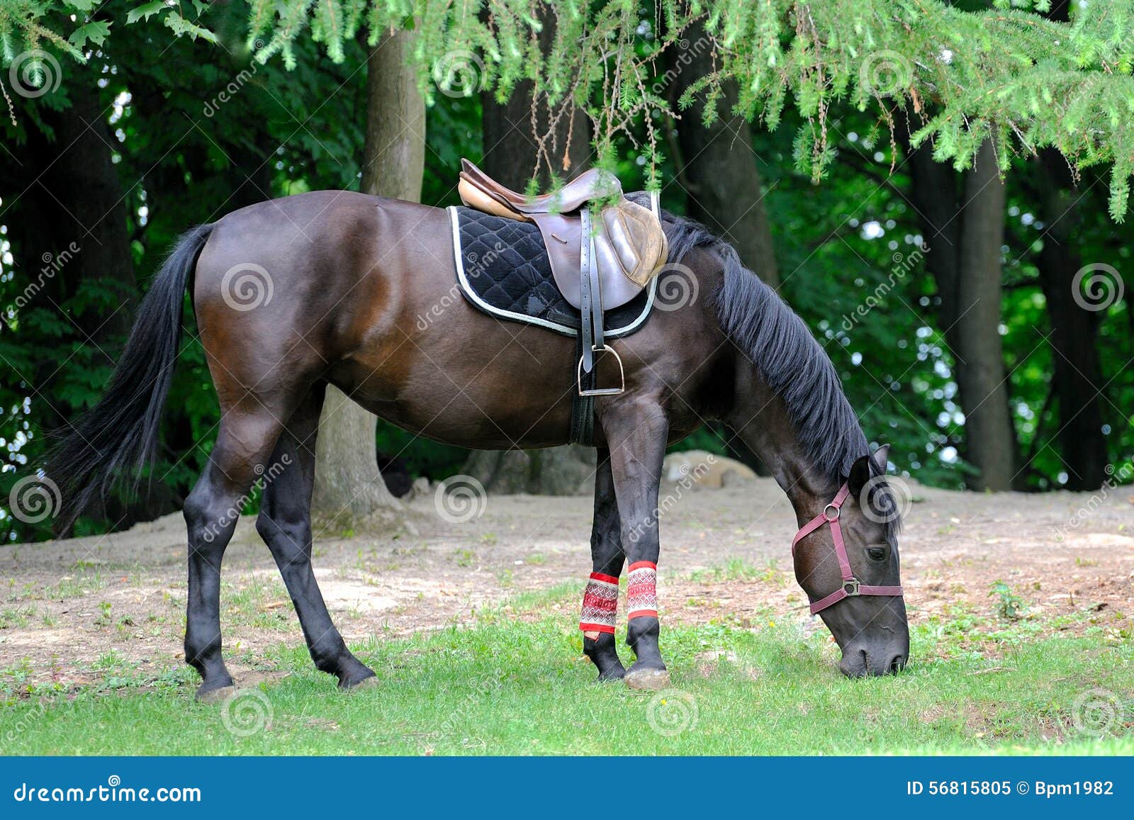 Caballo Con Una Silla De Montar Imagen de archivo - Imagen de doméstico ...