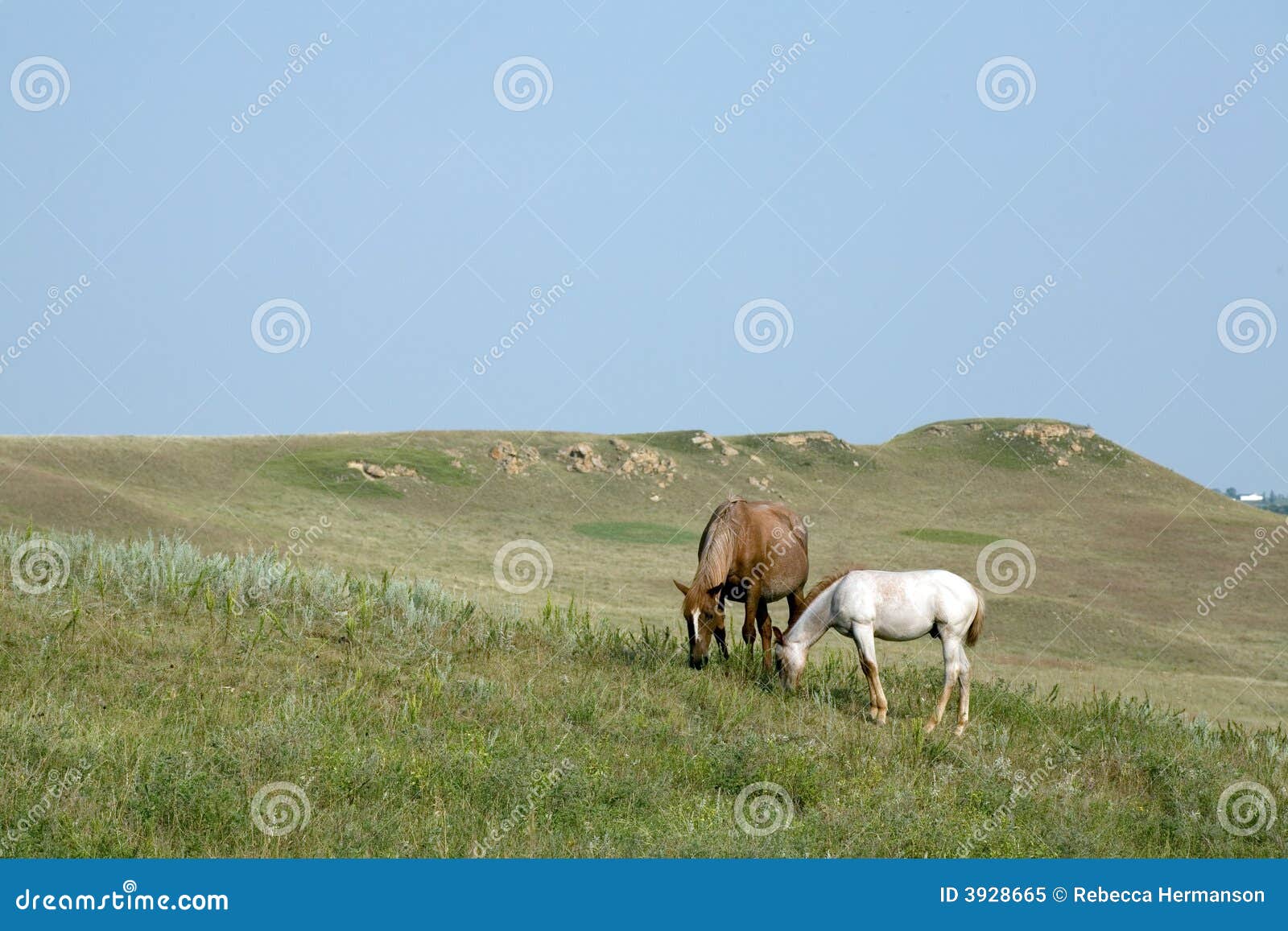 Caballo Cuarto De La Yegua Y Del Potro Imagen de archivo - Imagen de ...
