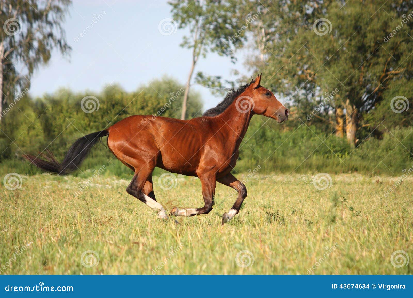 Caballo De Bahía Hermoso Que Corre En El Campo Foto de archivo - Imagen ...