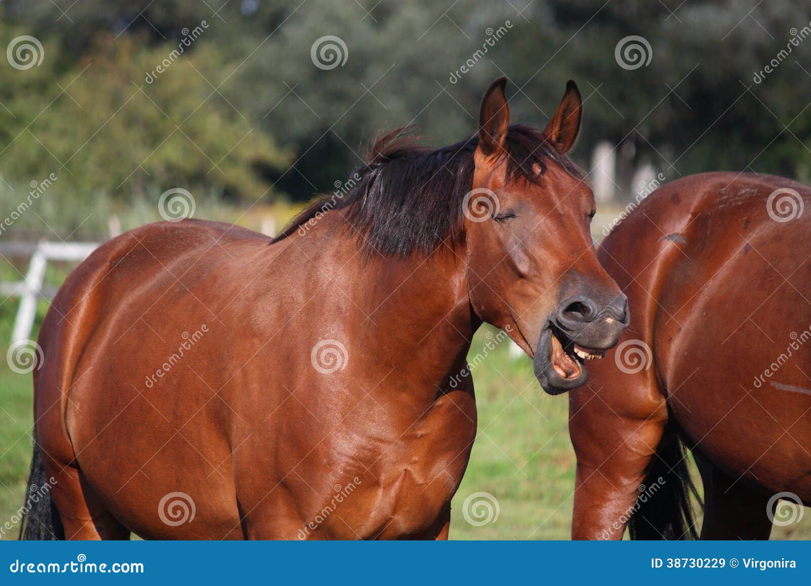 Caballo De Brown Que Ríe Hacia Fuera Ruidosamente Imagen de archivo ...