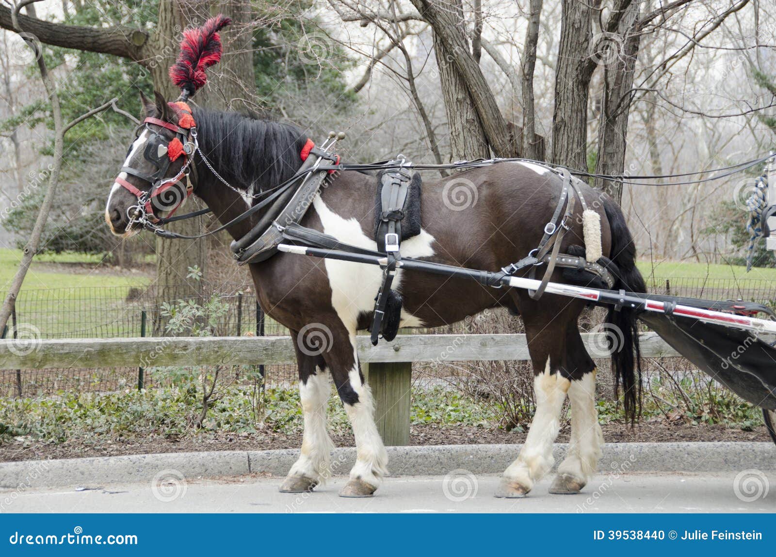 Caballo De Carro De New York City Foto de archivo - Imagen de polluelo ...